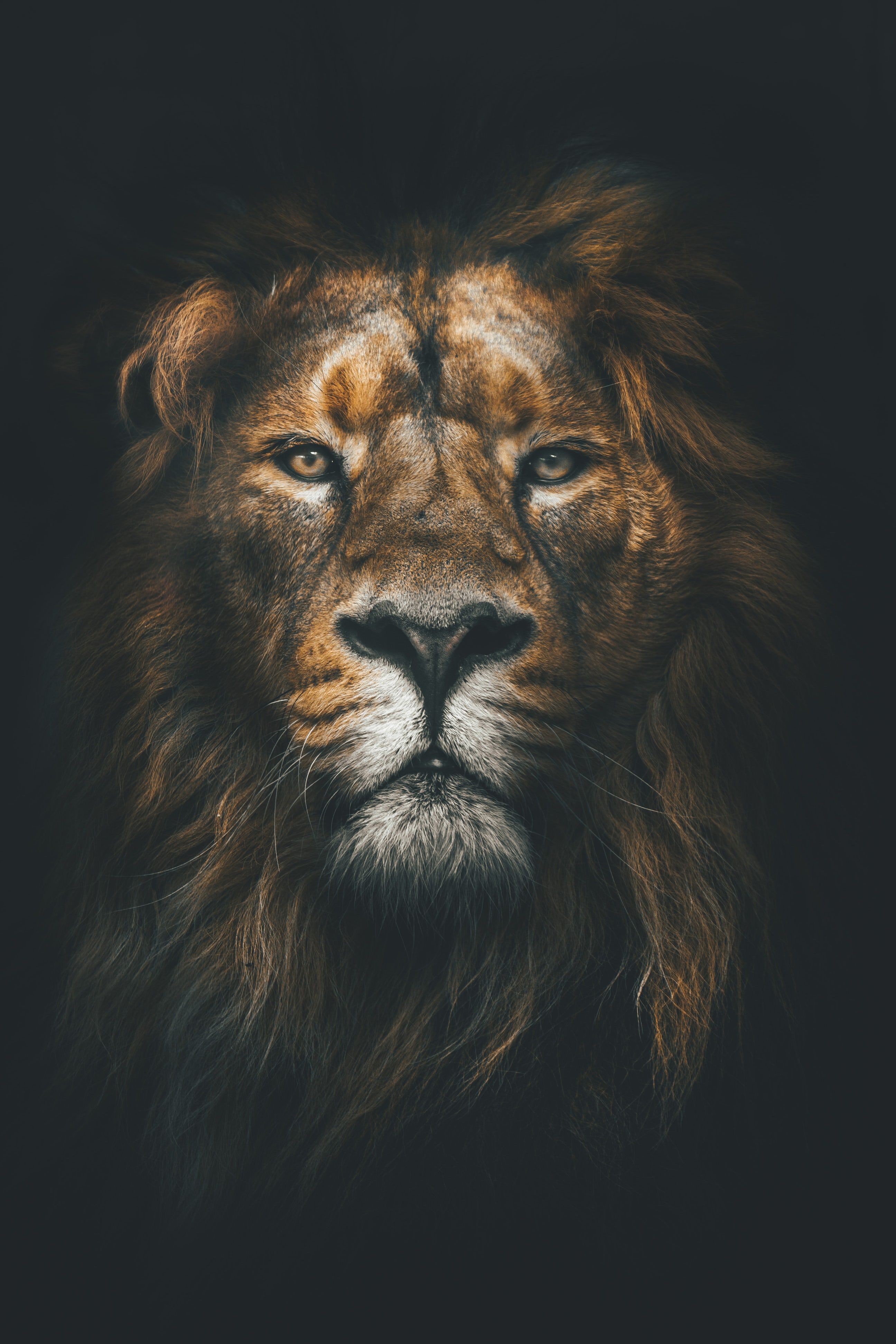 Lion Hearted - 2592x3885 Wallpaper - teahub.io