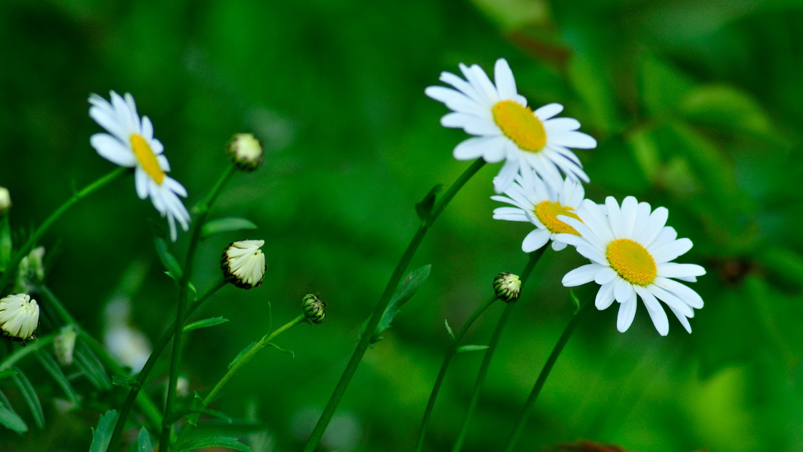 Hd Good Morning With Flower's - 1600x900 Wallpaper - teahub.io