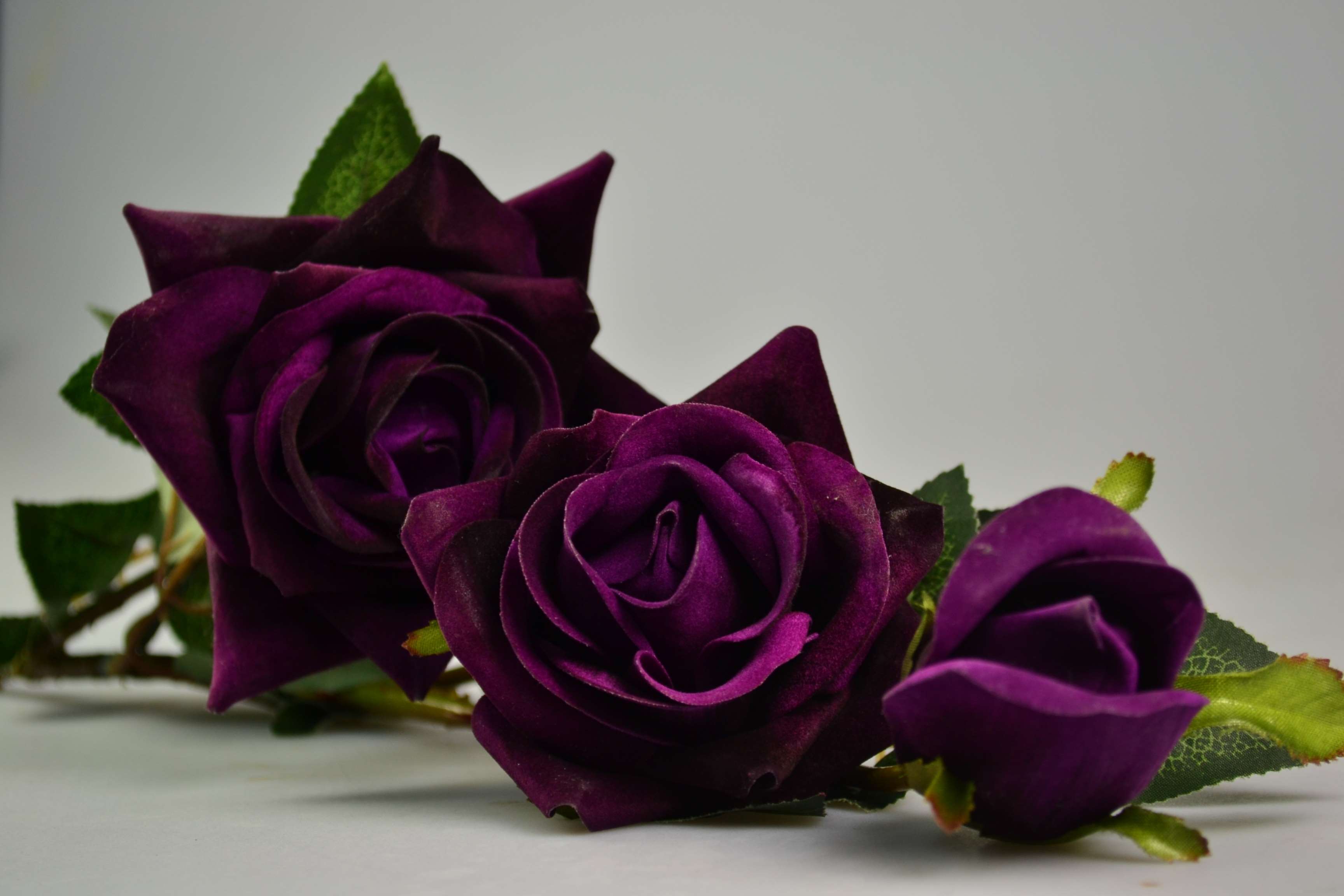 Dark Purple Rose Types - 3456x2304 Wallpaper - teahub.io