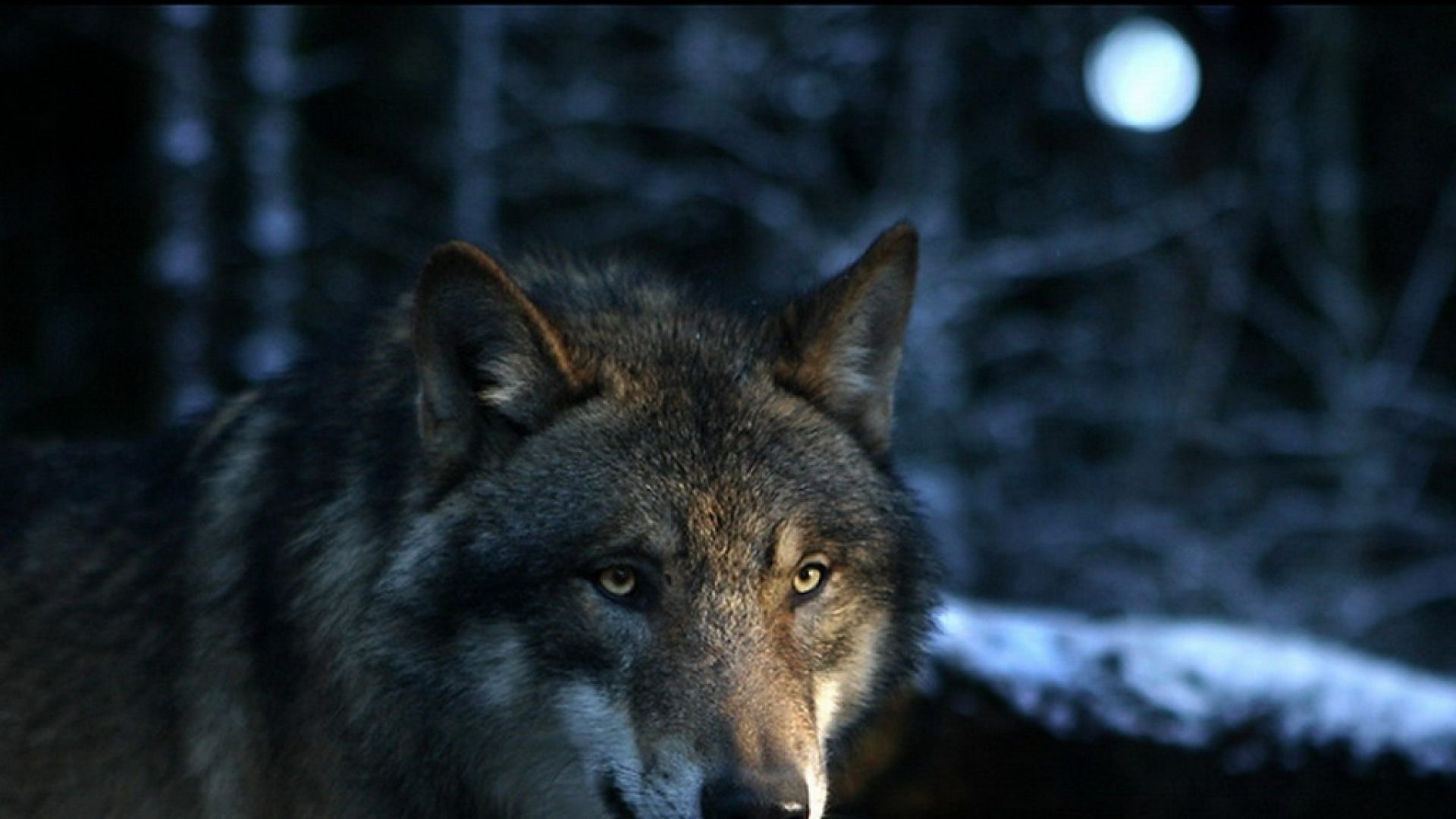 Lobos 1080 - 1920x1080 Wallpaper - teahub.io