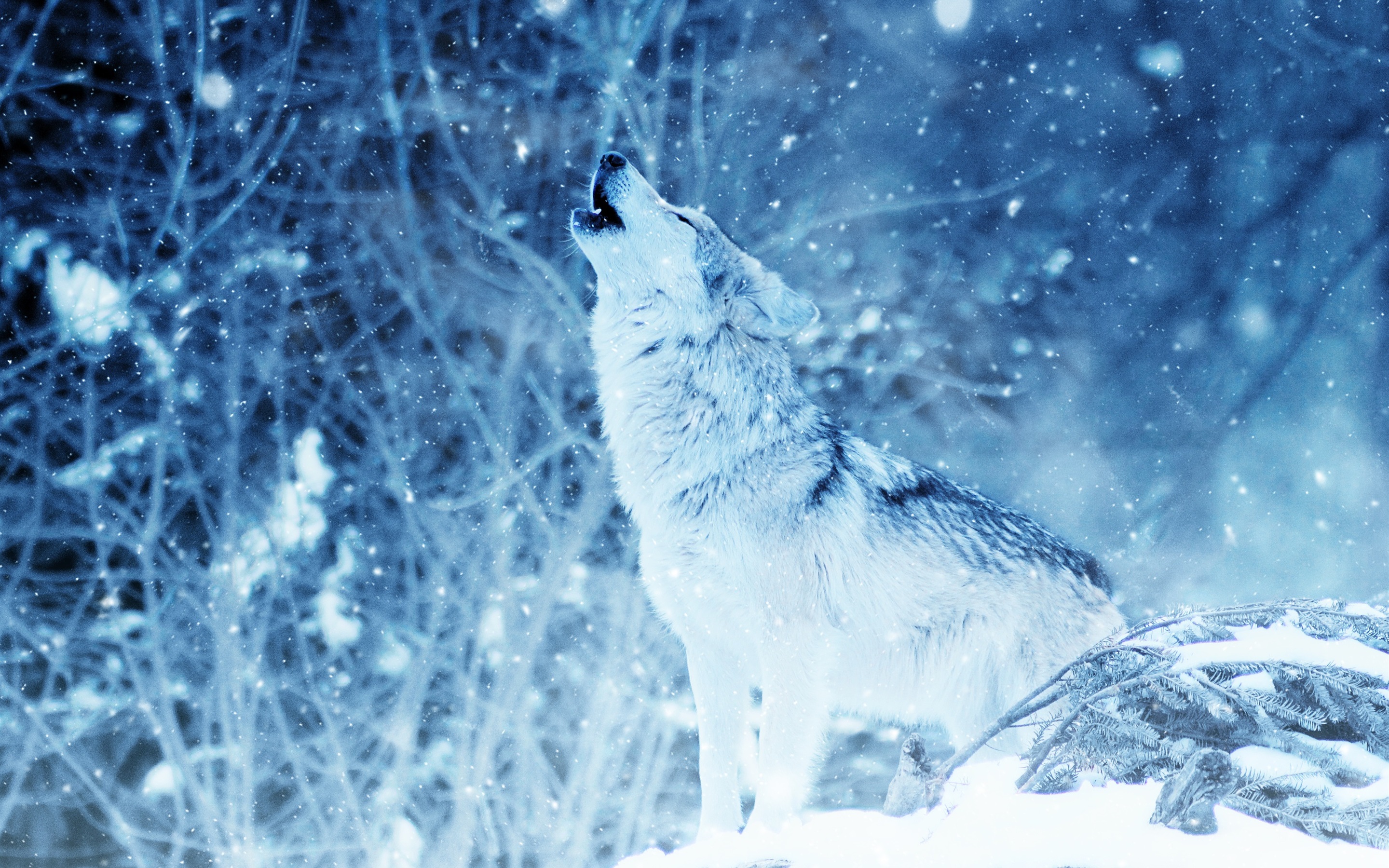 Wallpaper Wolf Howl, Predator, Winter, Snow - Wolf Howling In Snow ...