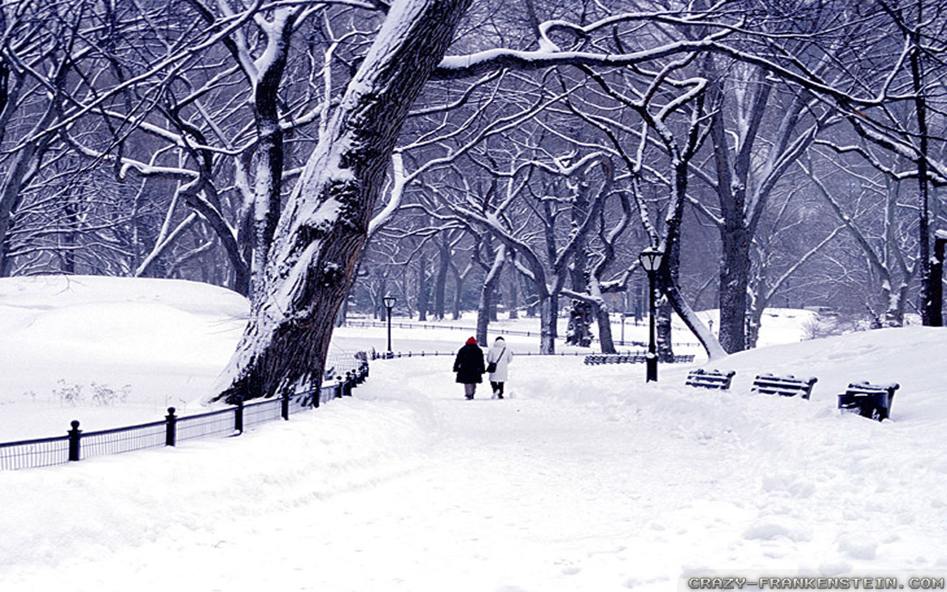 Winter Snow Park - 1920x1200 Wallpaper - teahub.io