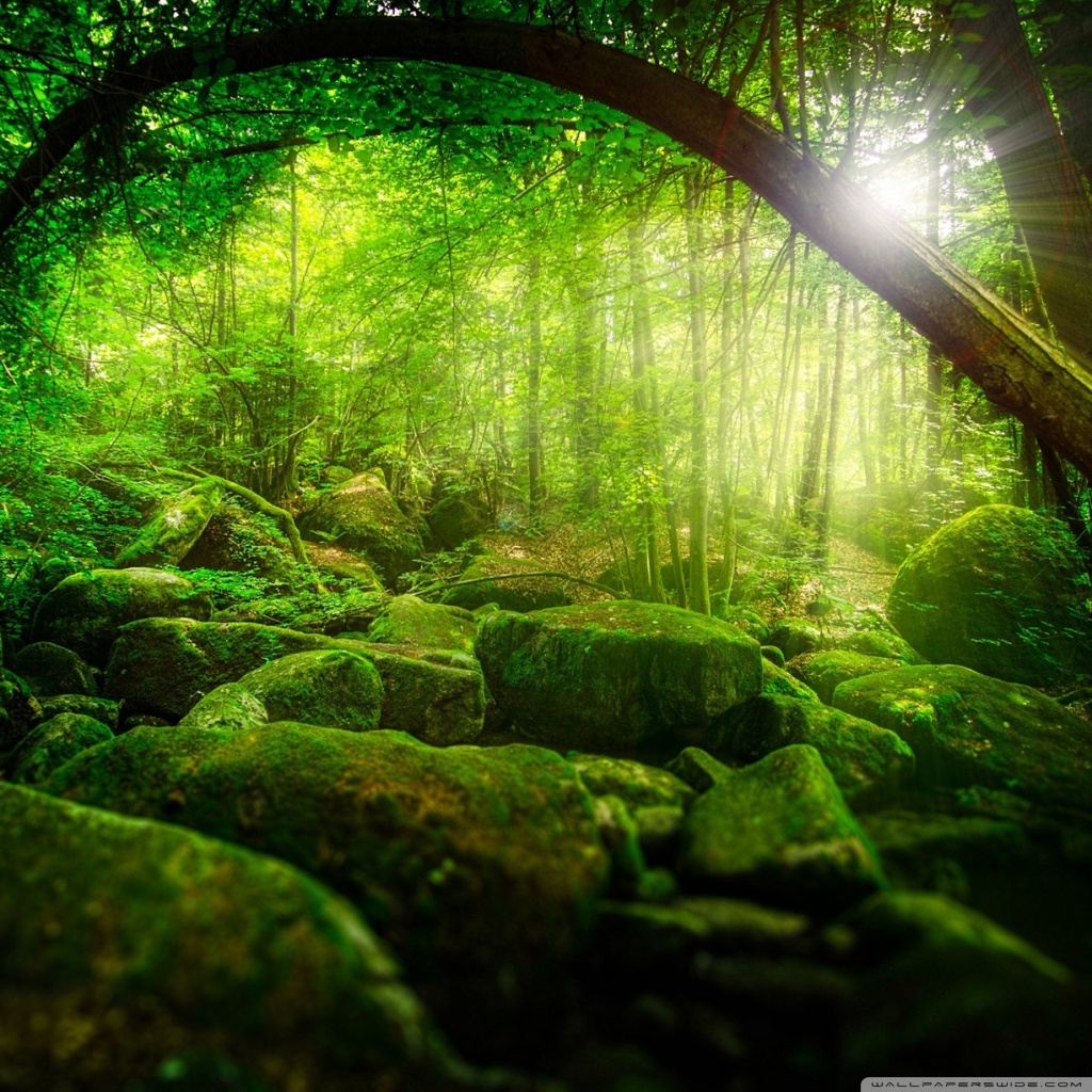 Tablet Wallpaper Forest - 1024x1024 Wallpaper - teahub.io