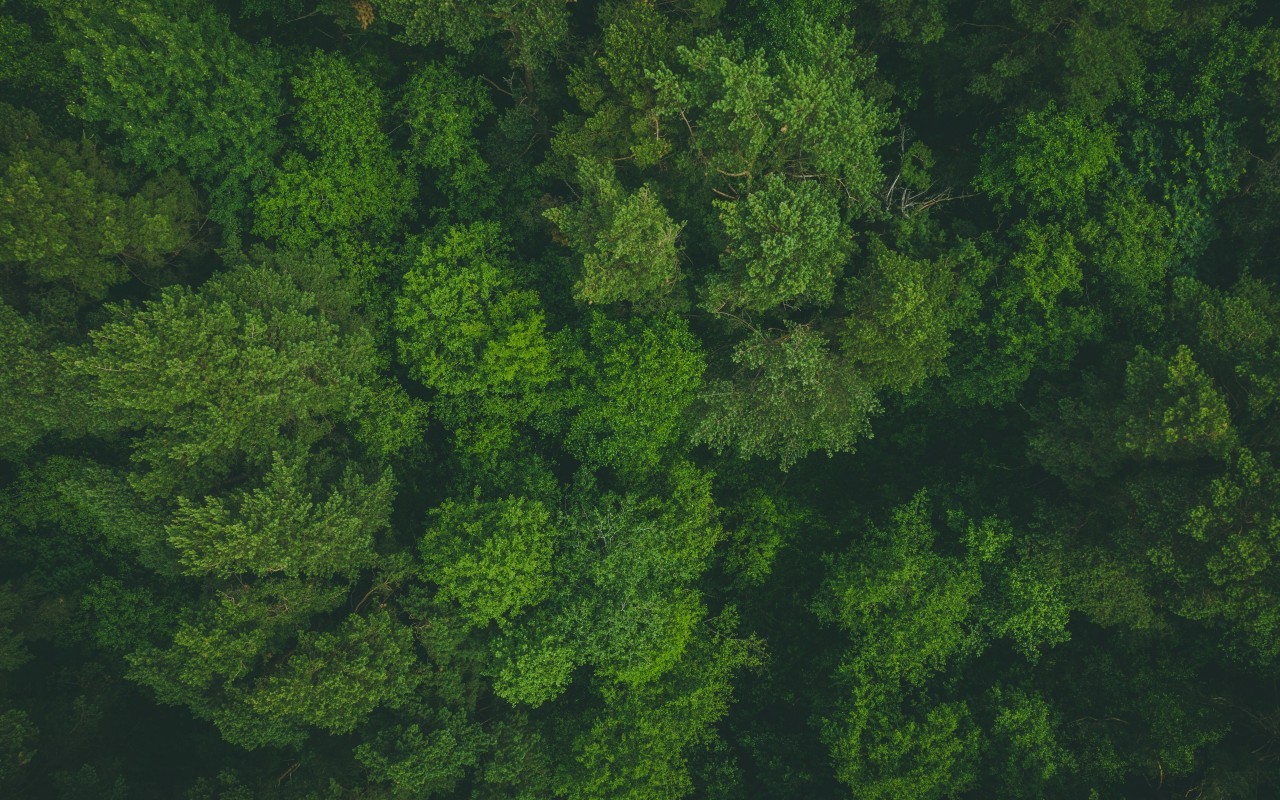 Green, Trees, Aerial View, Forest - Forest - 1280x800 Wallpaper - teahub.io