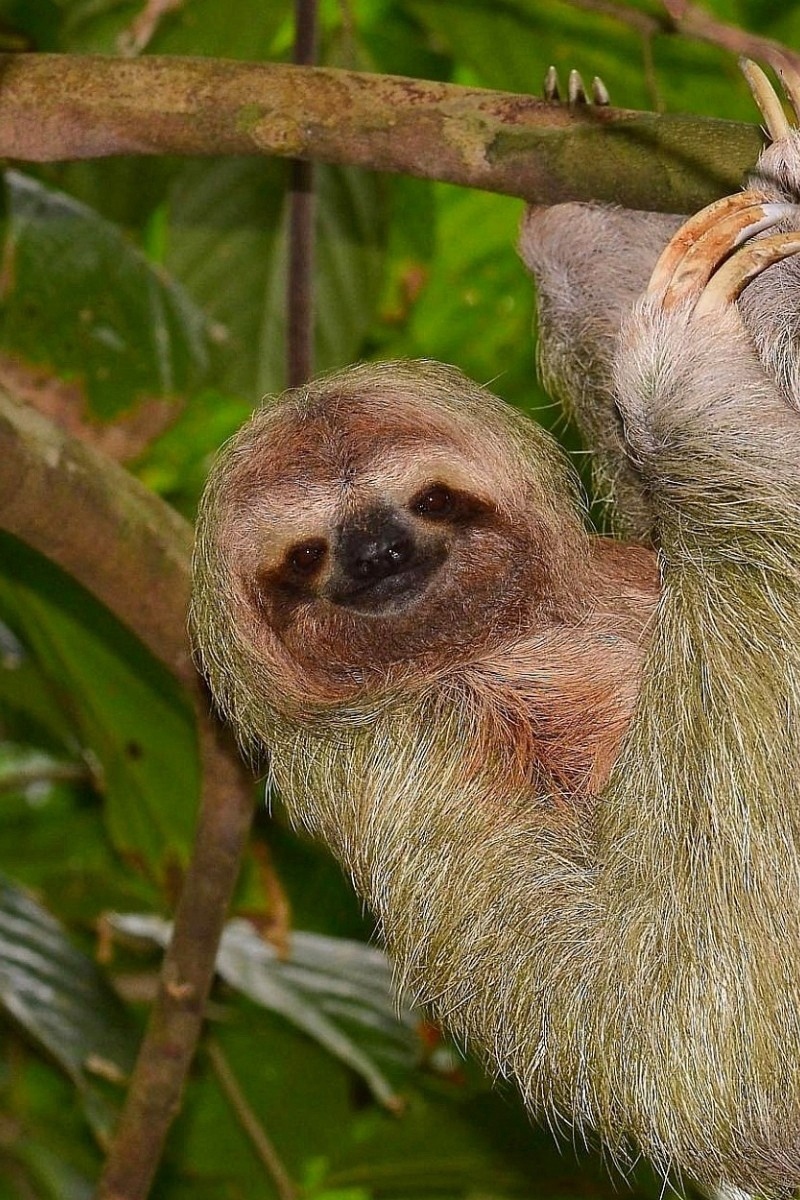 Wallpaper Sloth, Tree, Branch, Hang - Three Toed Sloths Can Turn Their ...