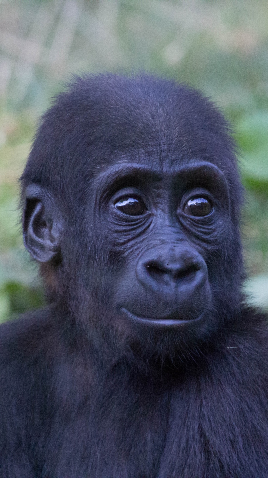 Wallpaper Gorilla, Monkey, Baby, Muzzle - Retarded Animals - 938x1668 ...