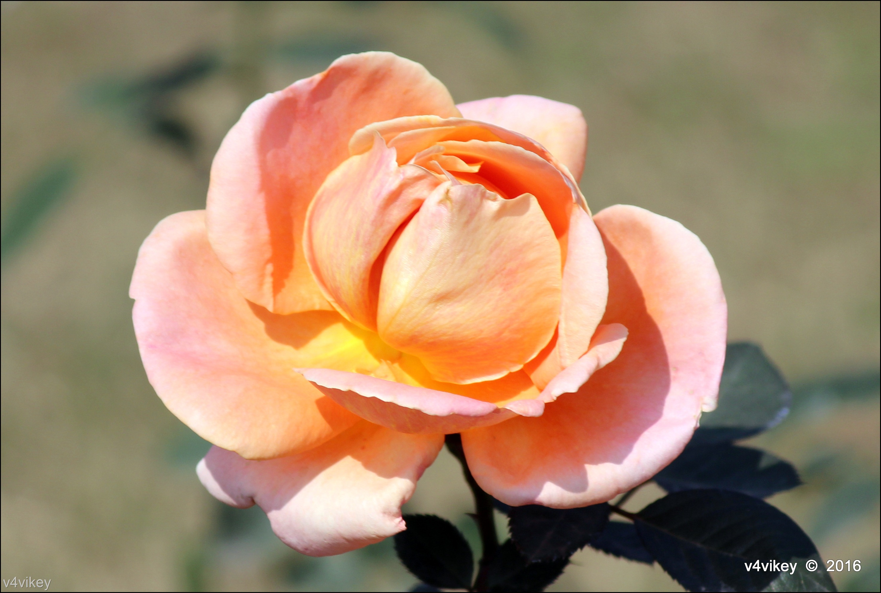 Peach Rose Flower - Garden Roses - 2947x1985 Wallpaper - teahub.io