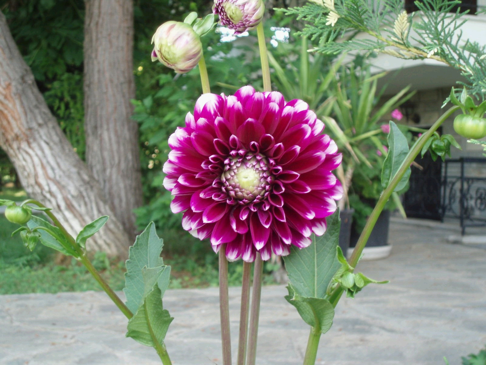 Ross Flower - 1600x1200 Wallpaper - teahub.io