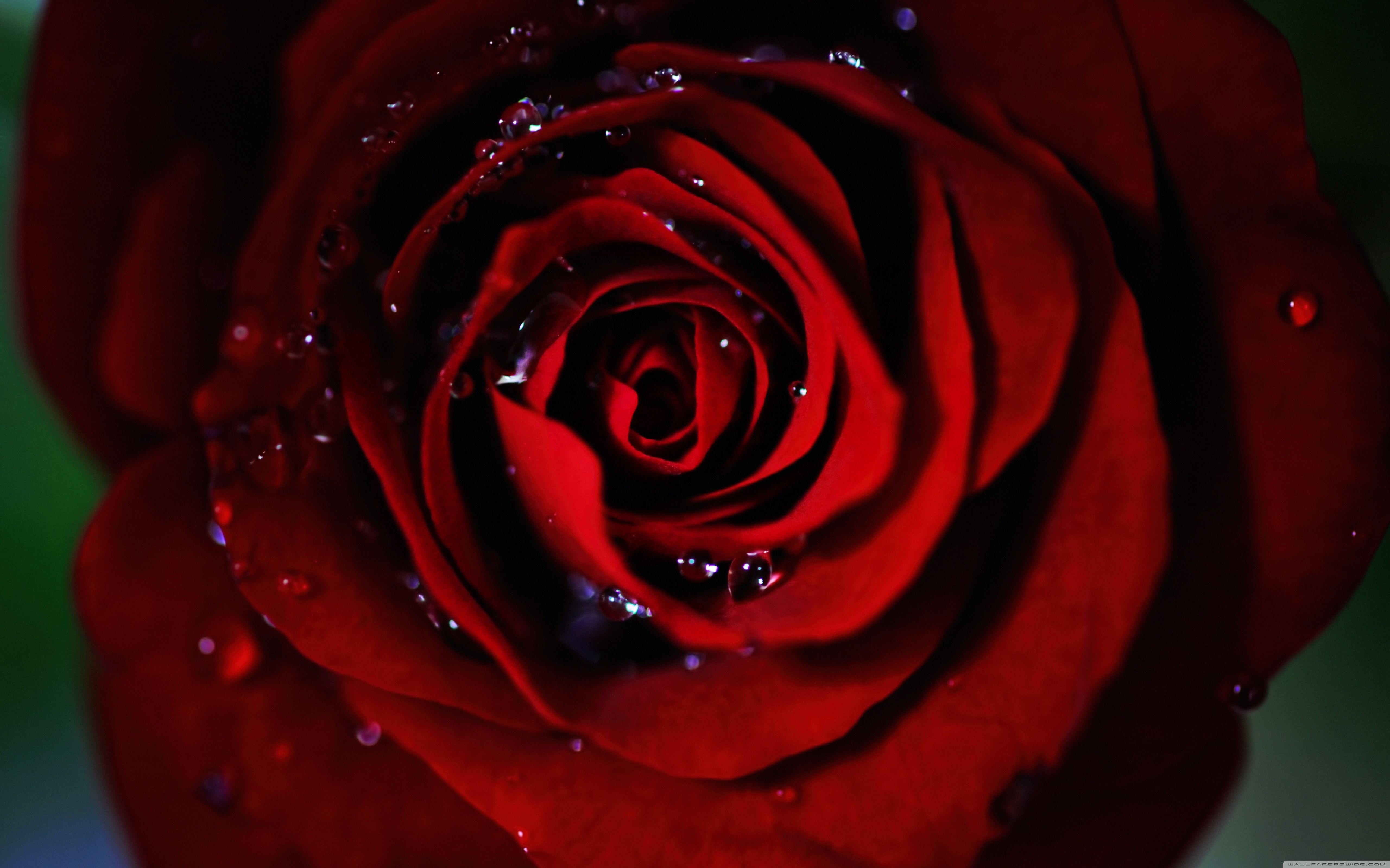 Dark Red Roses Garden - 2560x1600 Wallpaper - teahub.io