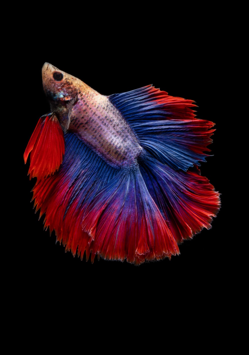 Fighter Fish Photos Download - 1000x1429 Wallpaper - teahub.io