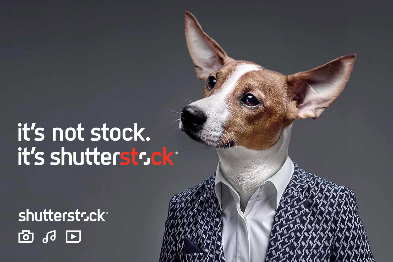 Stock Animal - 1500x1000 Wallpaper - teahub.io