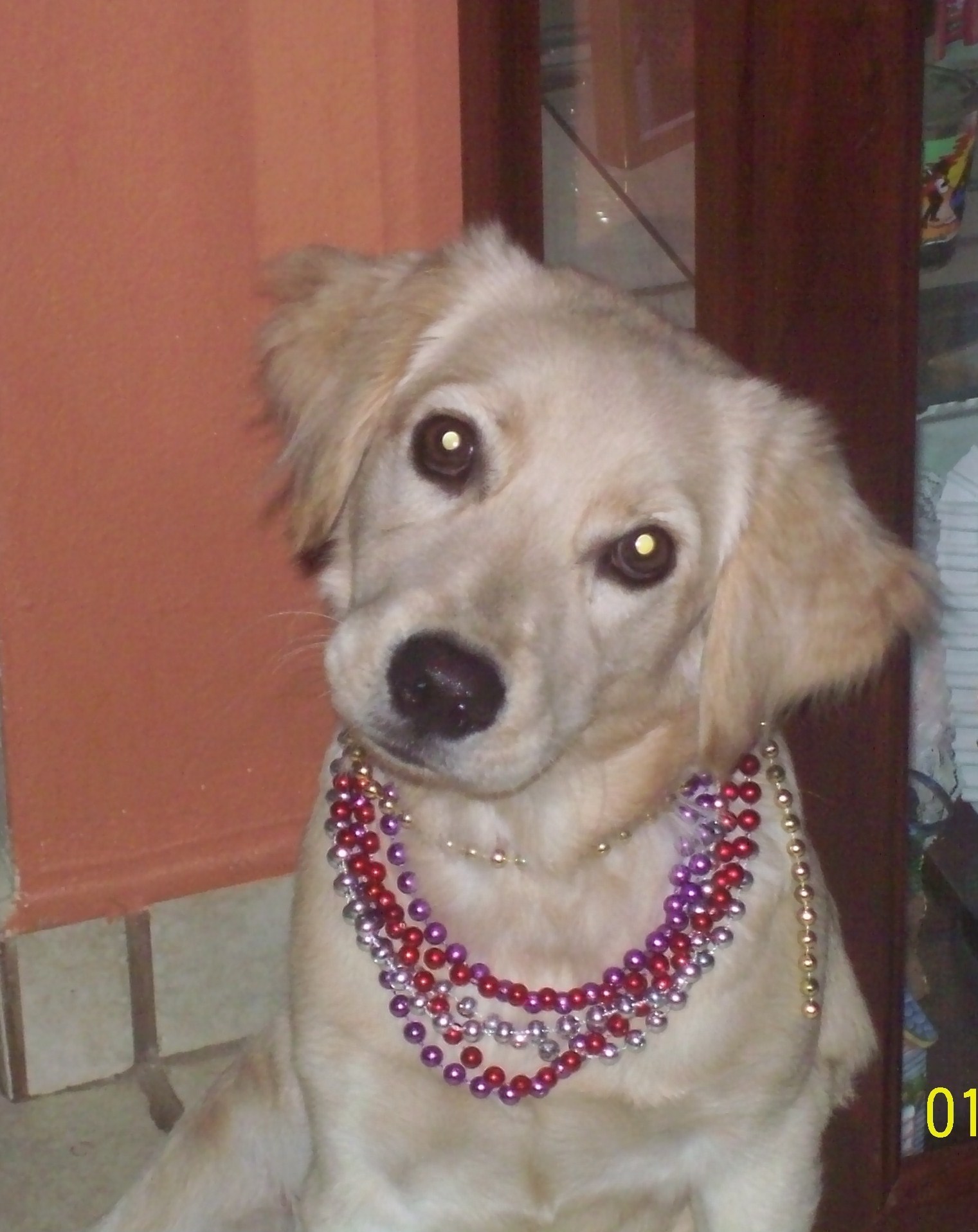 My Dog Pinky - Companion Dog - 1521x1917 Wallpaper - teahub.io