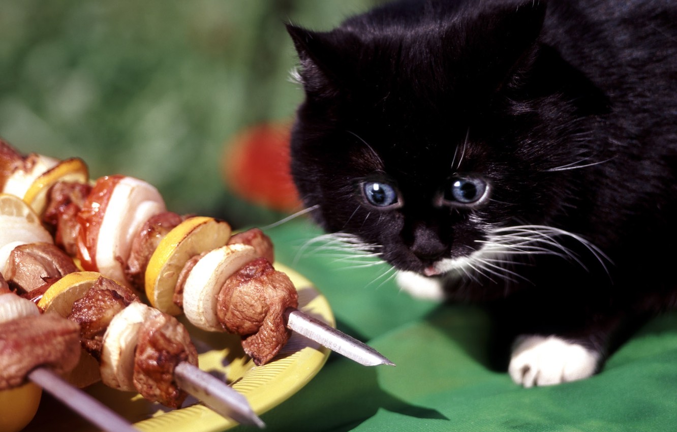 Photo Wallpaper Cat, Fart, Kebab - Cat Eating Kebab - 1332x850 ...