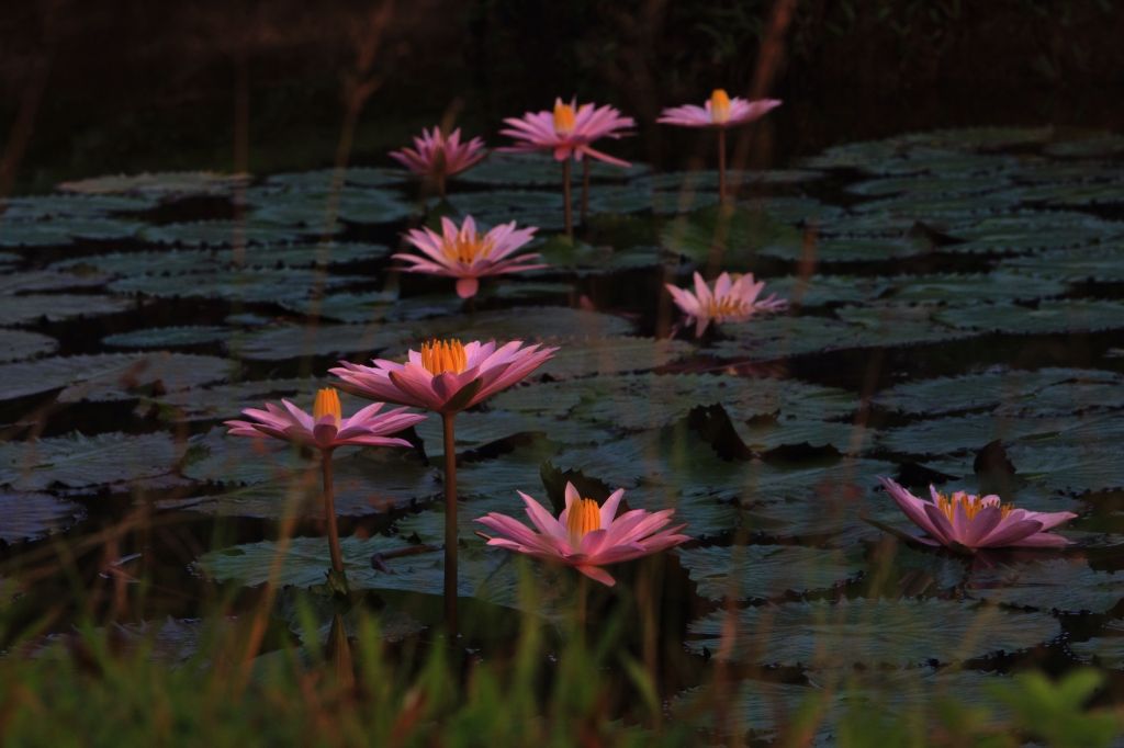 Wallpaper Bunga Teratai - 1024x682 Wallpaper - teahub.io