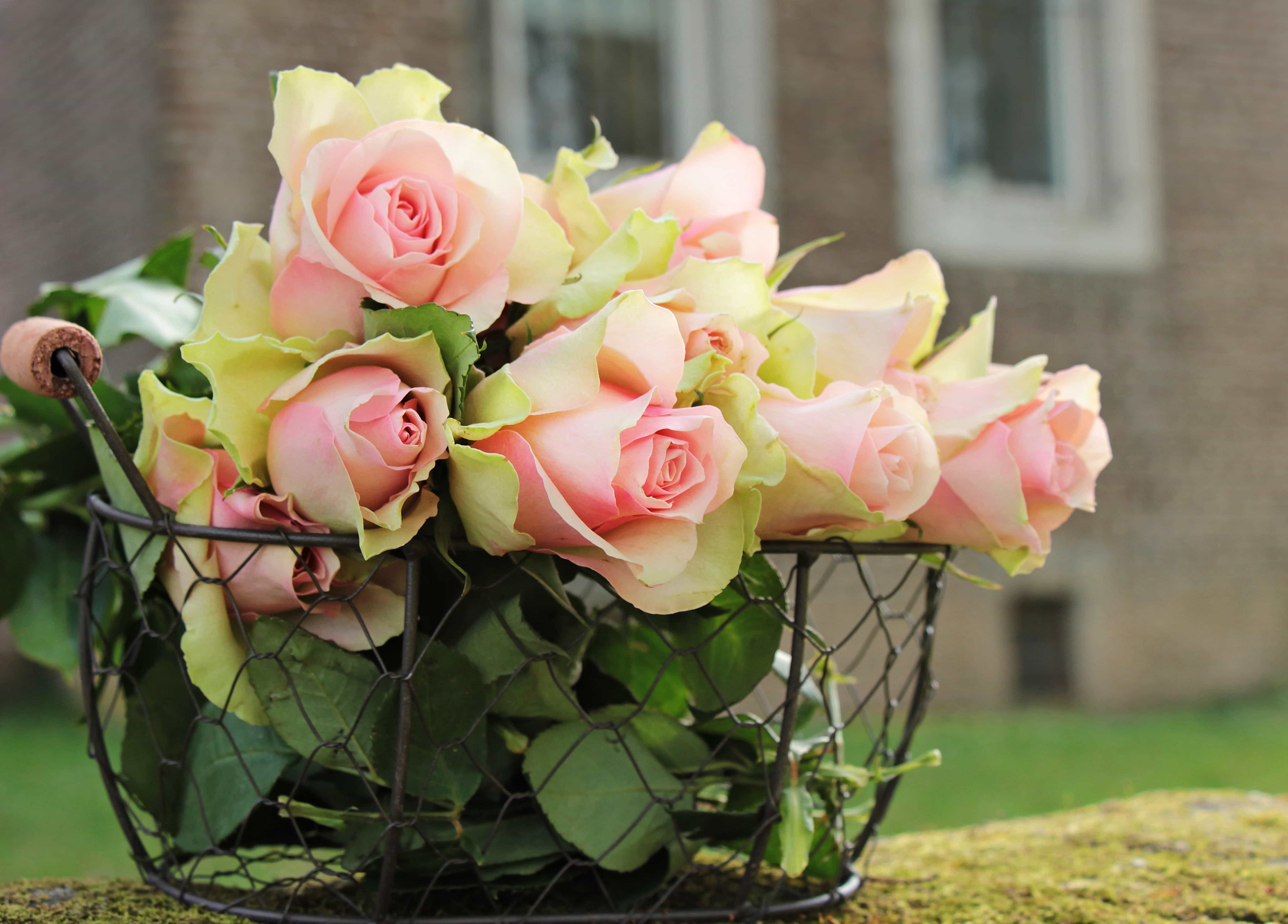 Bunga Mawar Pink Putih - 5400x3875 Wallpaper - teahub.io