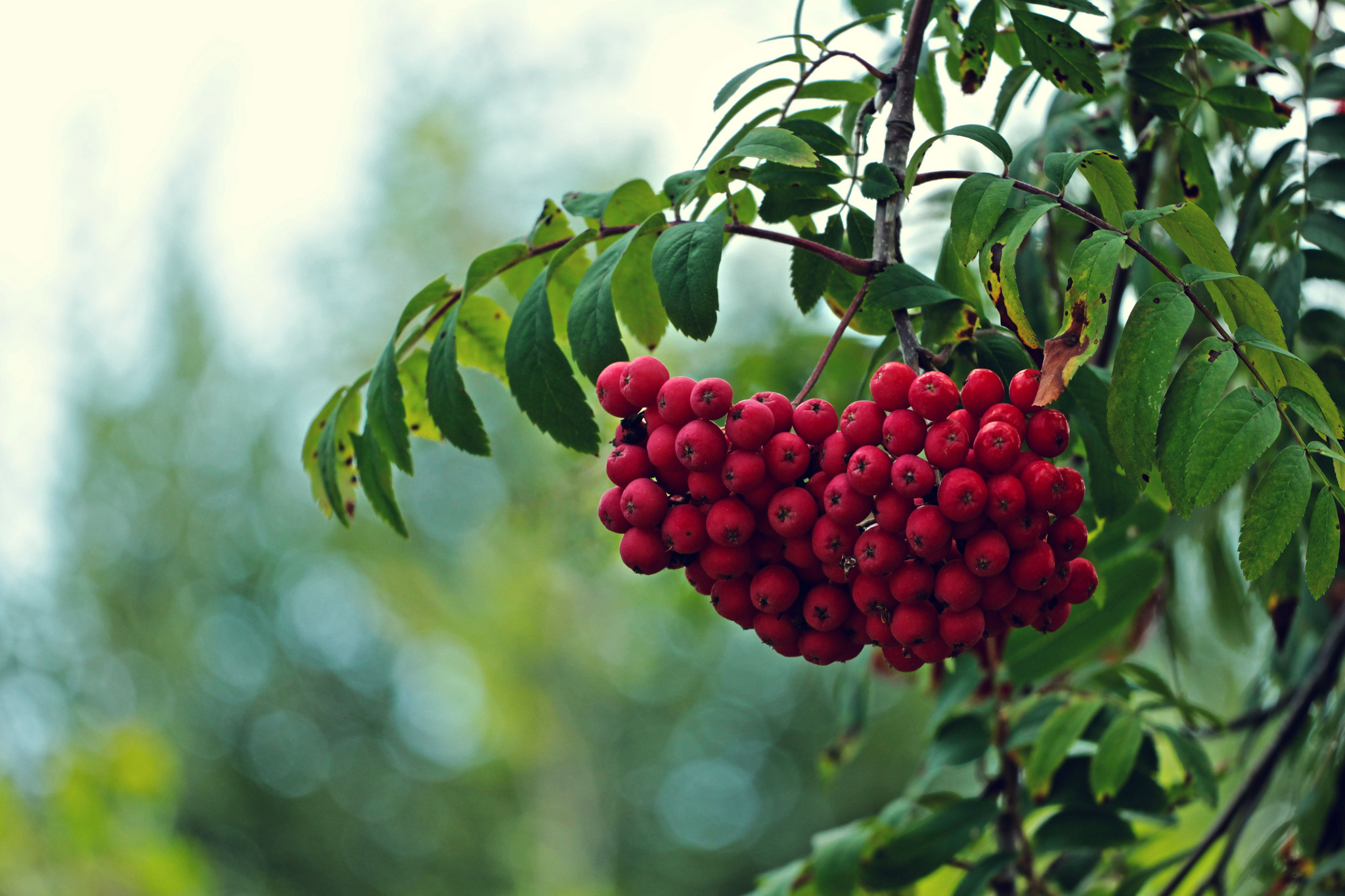 Rowan Tree - 2048x1365 Wallpaper - teahub.io