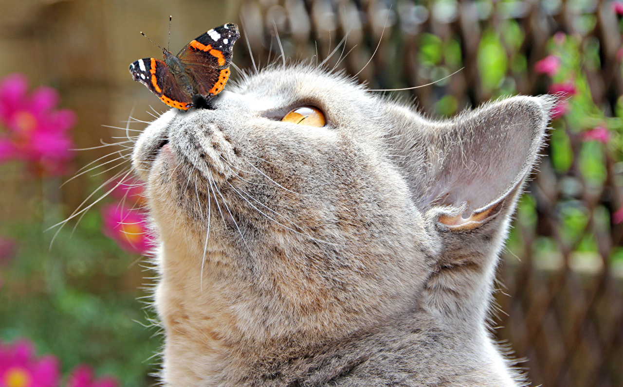 Cat With A Butterfly - 1280x796 Wallpaper - teahub.io