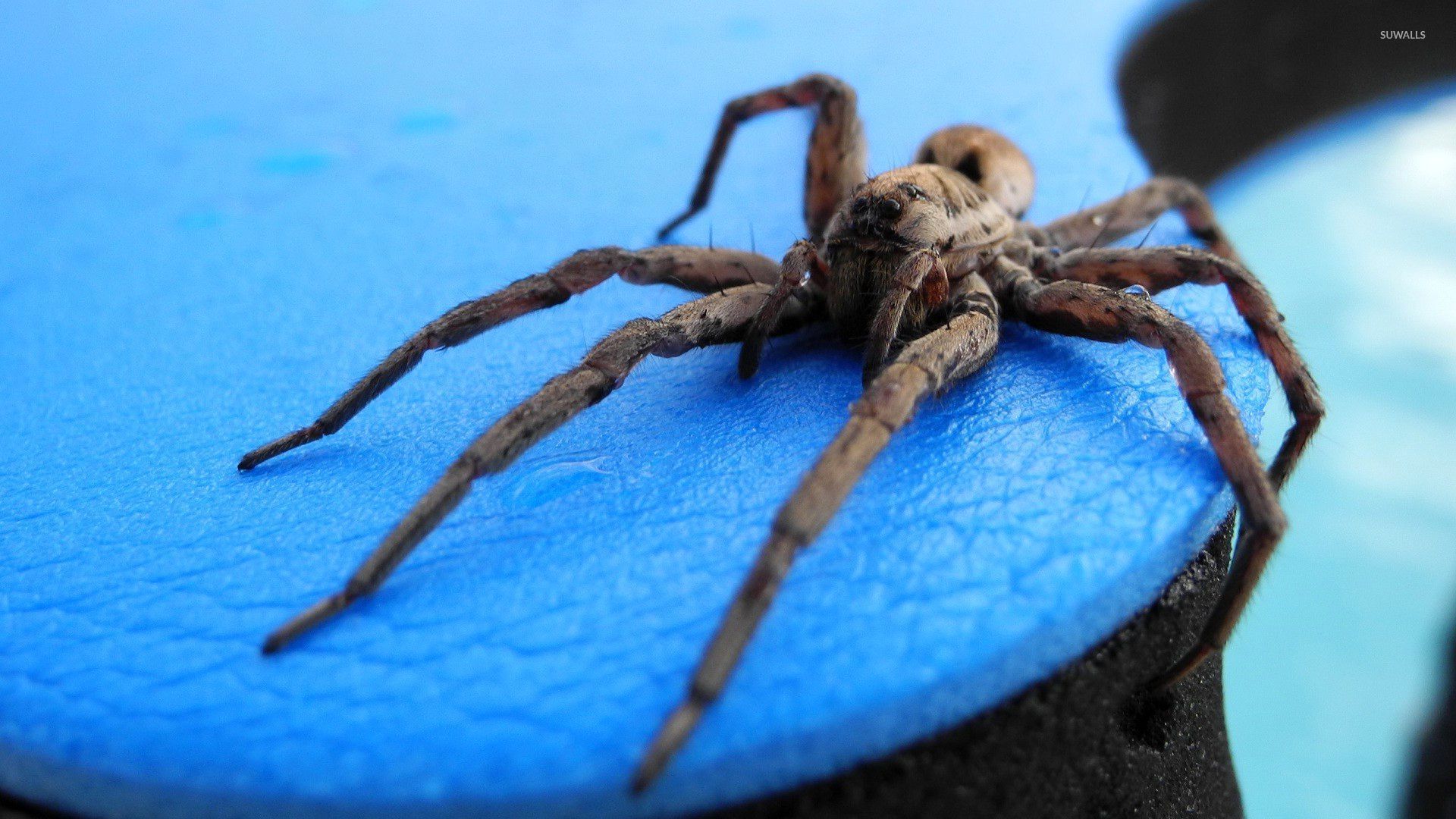 Tarantula Hd - 1920x1080 Wallpaper - teahub.io