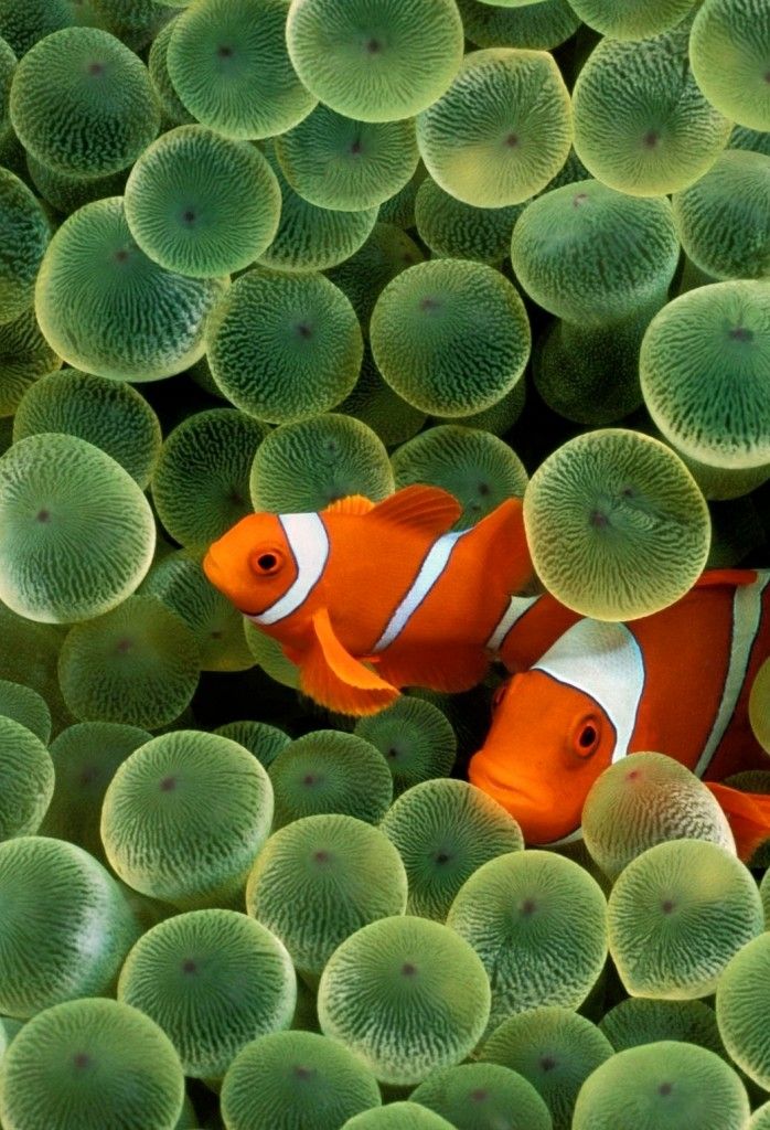 First Iphone Wallpaper Hd - 698x1024 Wallpaper - teahub.io