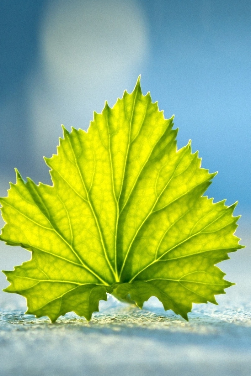 Download Wallpaper Sheet, Background, Fancy, Surface - Leaves Facebook ...