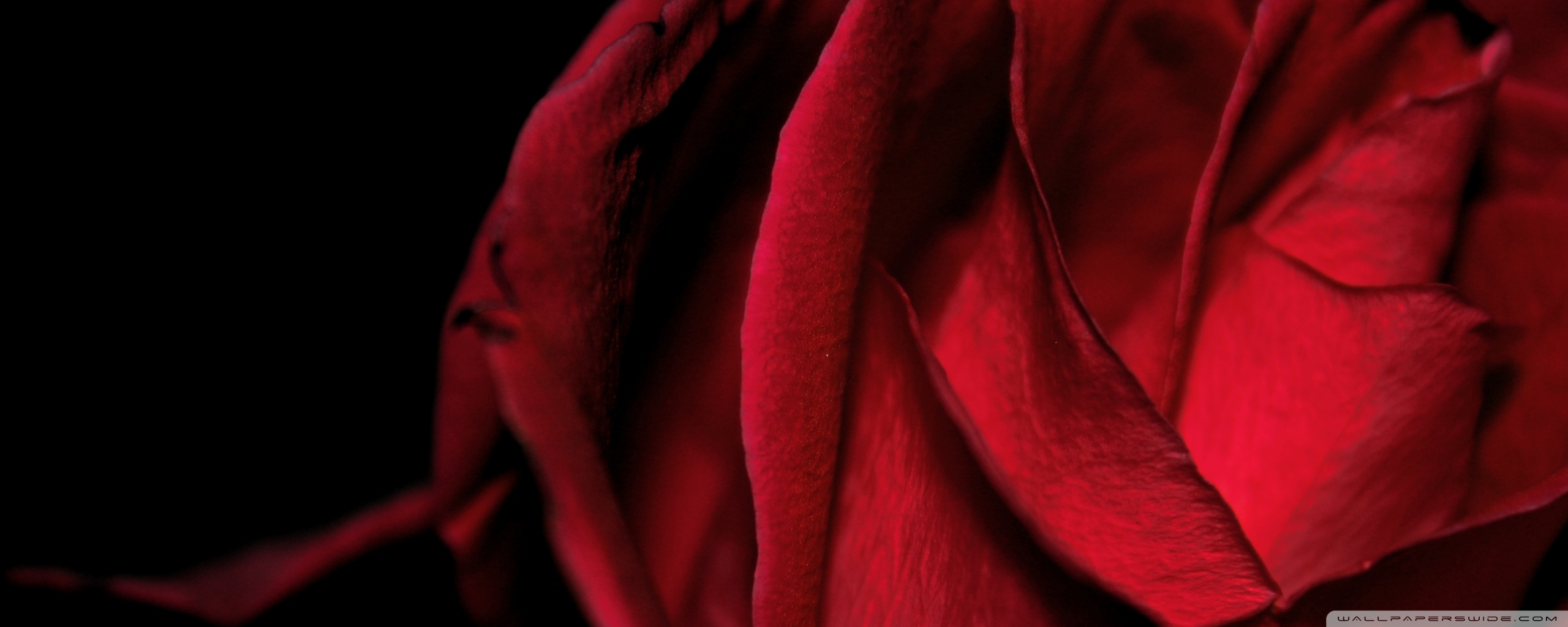 Red Rose Texture - 2560x1024 Wallpaper - teahub.io