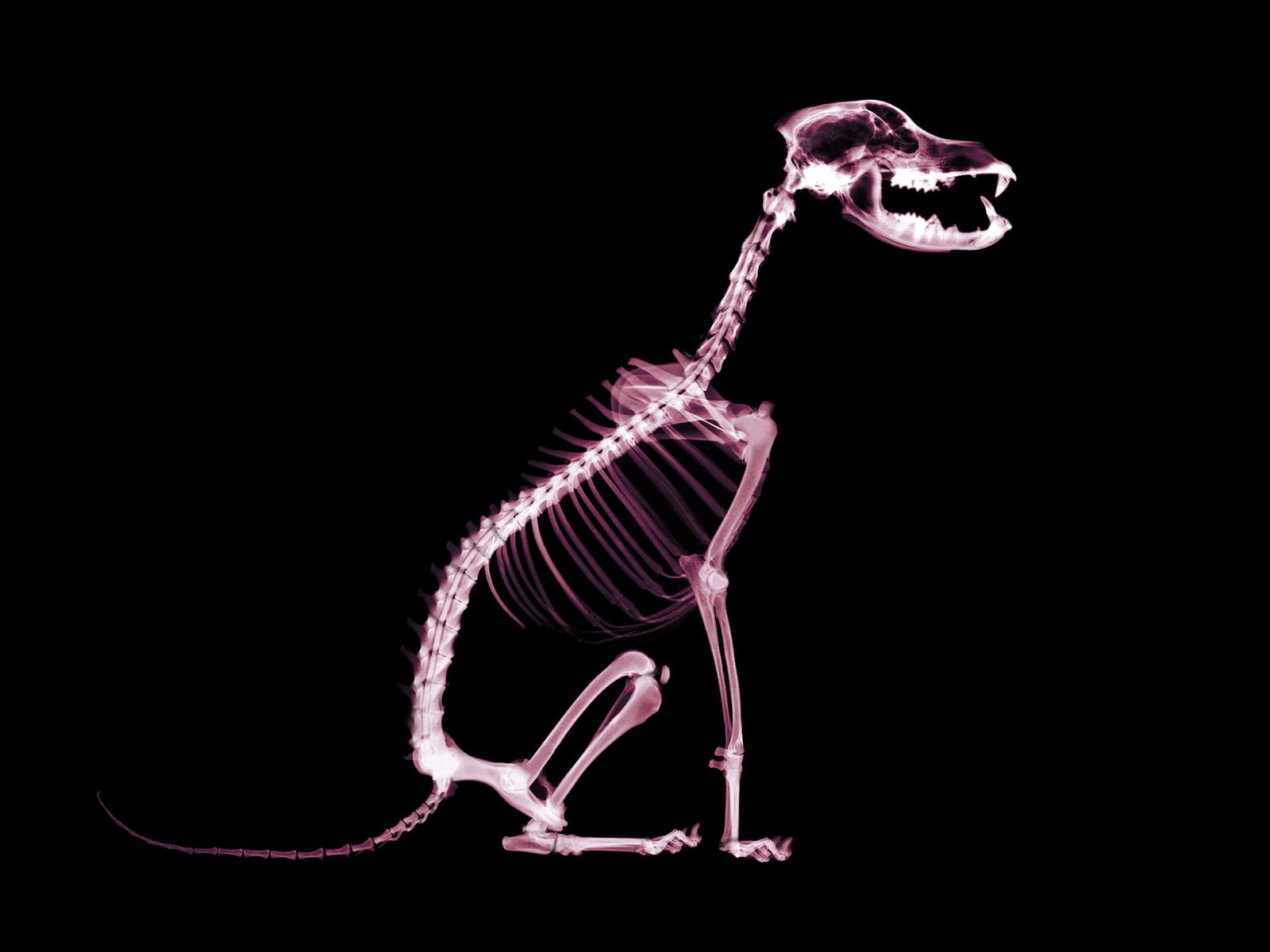 X Ray Dog - 1600x1200 Wallpaper - teahub.io