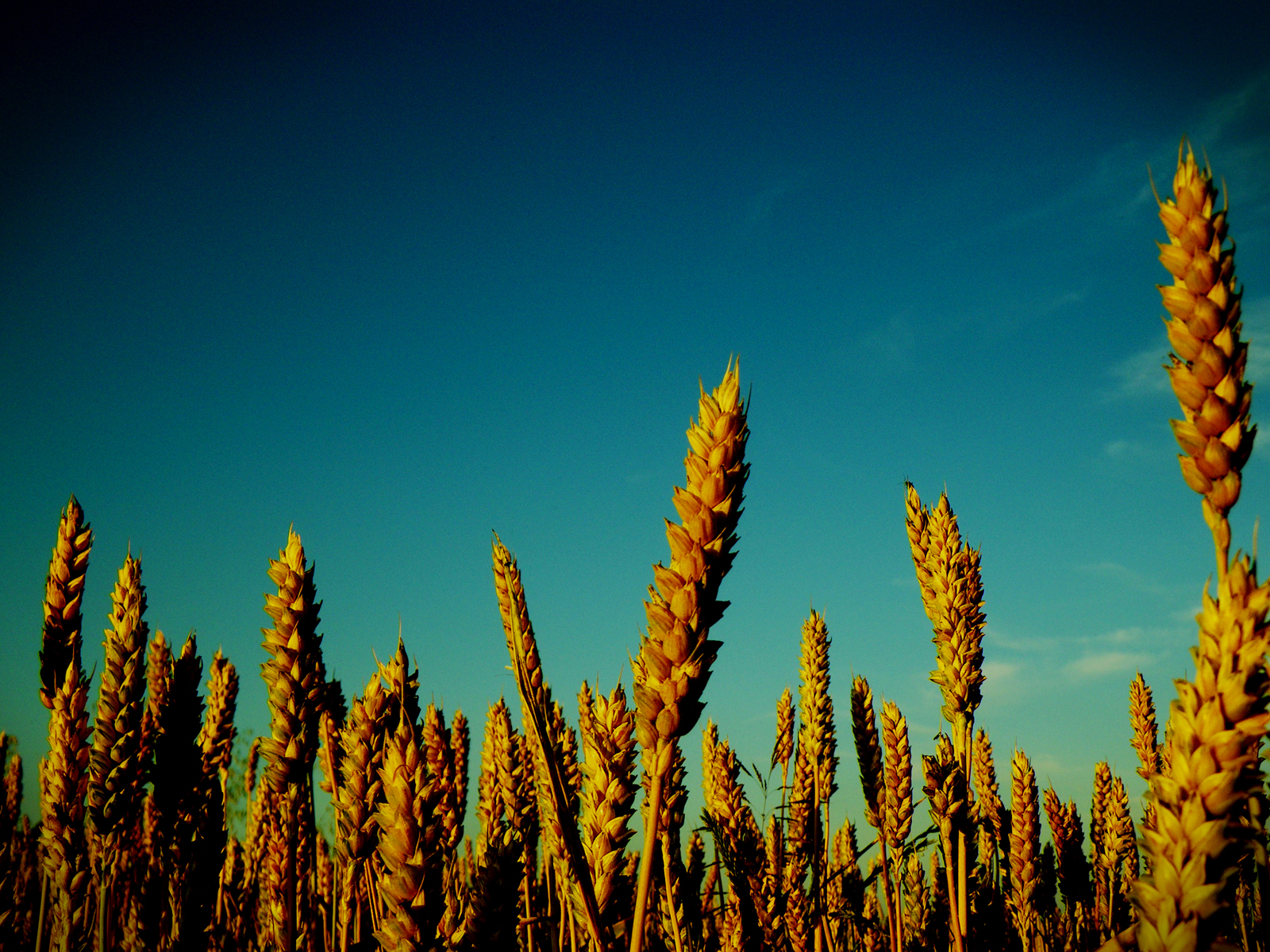 Wallpaper - 1600x1200 Wallpaper - teahub.io