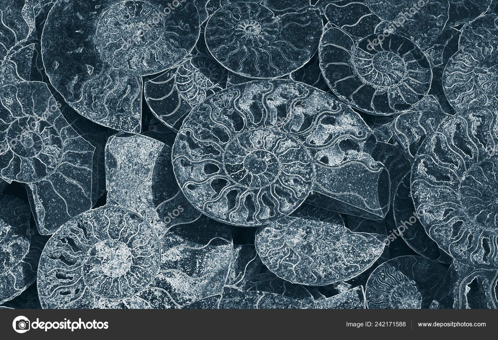 Fossils Background - 1600x1093 Wallpaper - teahub.io