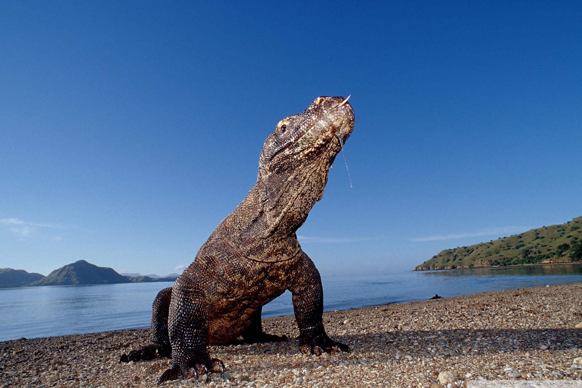 Flora And Fauna Of Bali - 2000x1333 Wallpaper - teahub.io