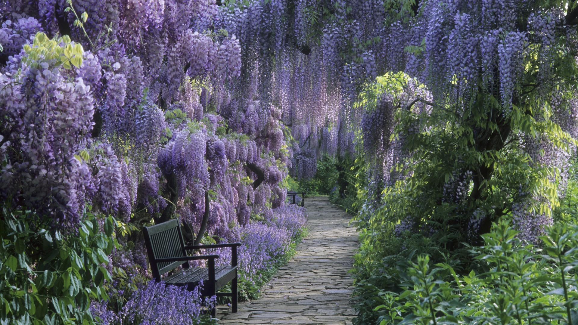 Wisteria Desktop Background - 1920x1080 Wallpaper - teahub.io
