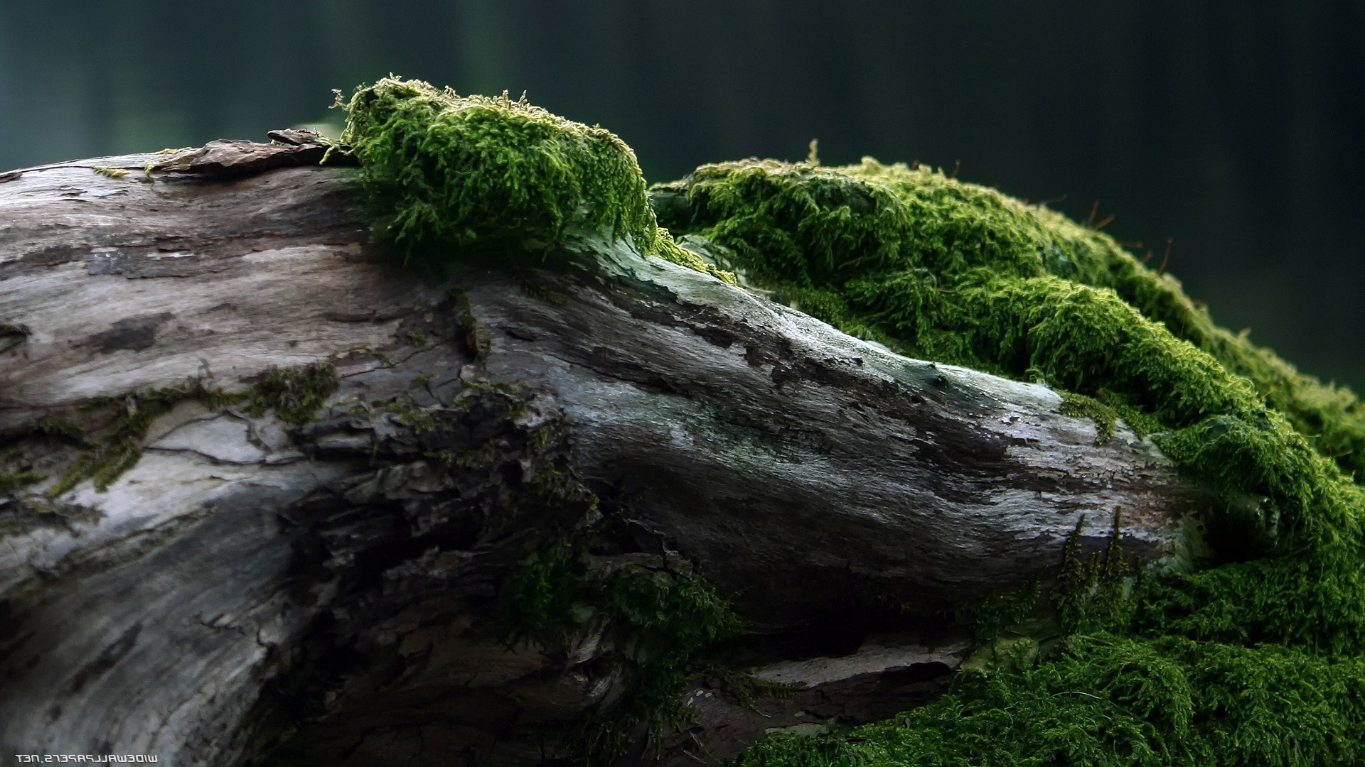 Moss Wallpaper - 1920x1080 Wallpaper - teahub.io