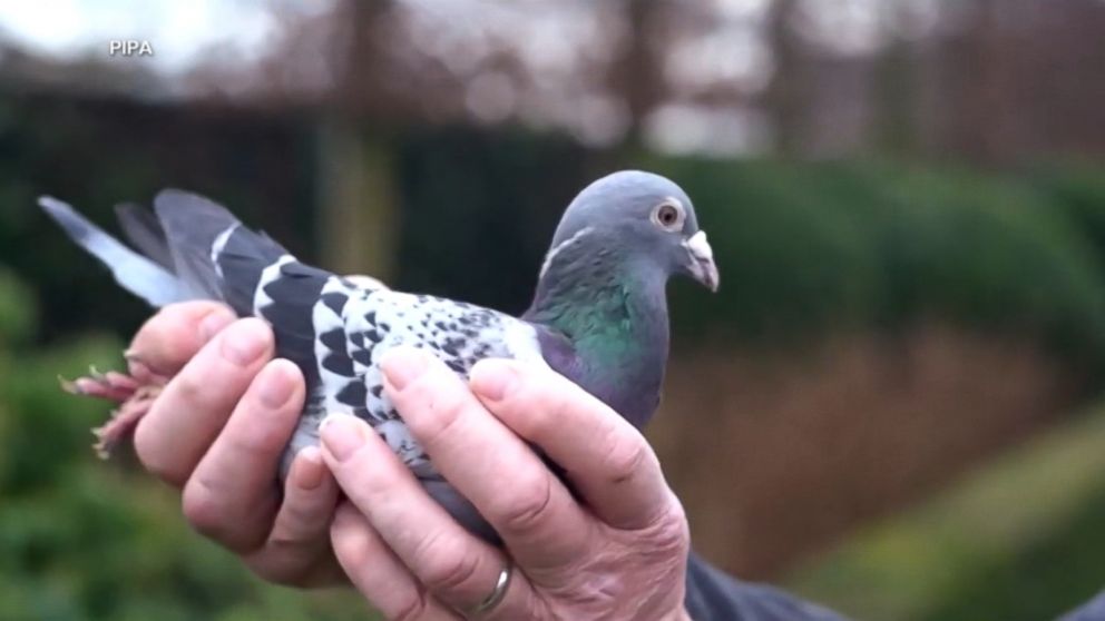 Armando The Pigeon - 992x558 Wallpaper - teahub.io