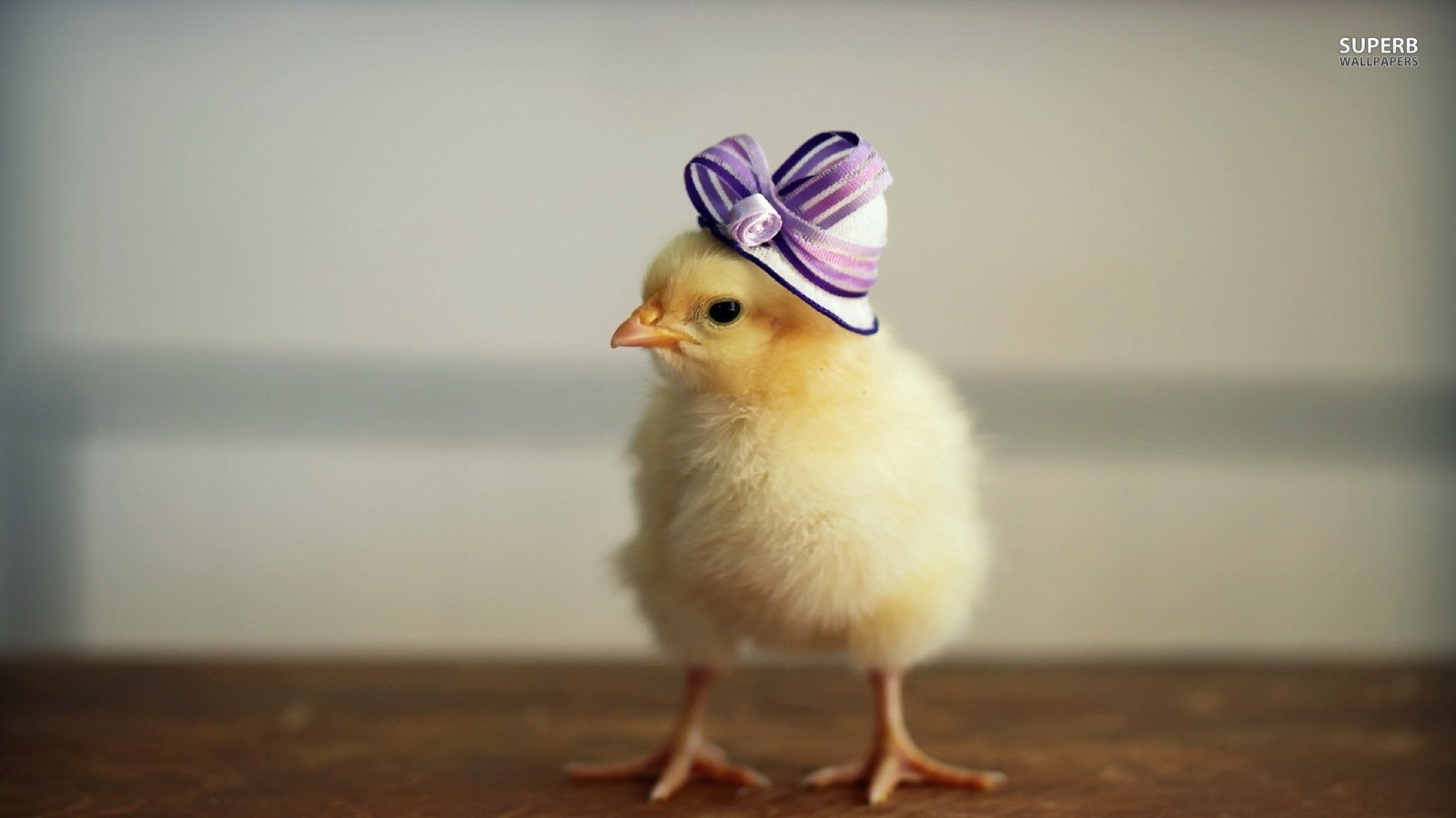 Chick - Chick Hd - 1600x900 Wallpaper - teahub.io