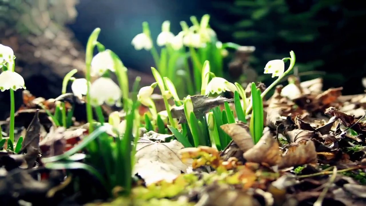Spring Flowers Live Wallpaper - 1280x720 Wallpaper - teahub.io