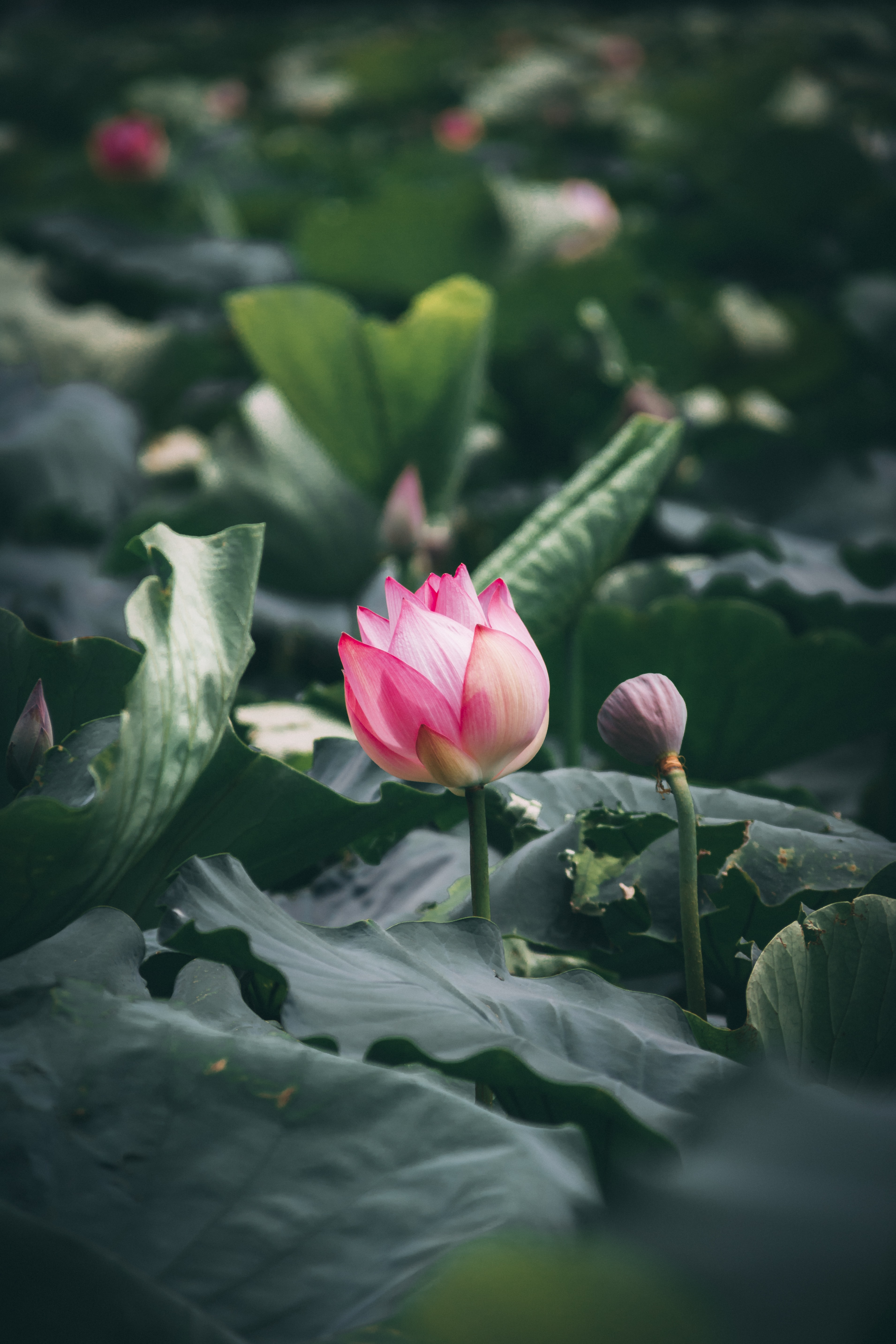 Best Lotus Flower Photography - 3822x5733 Wallpaper - teahub.io