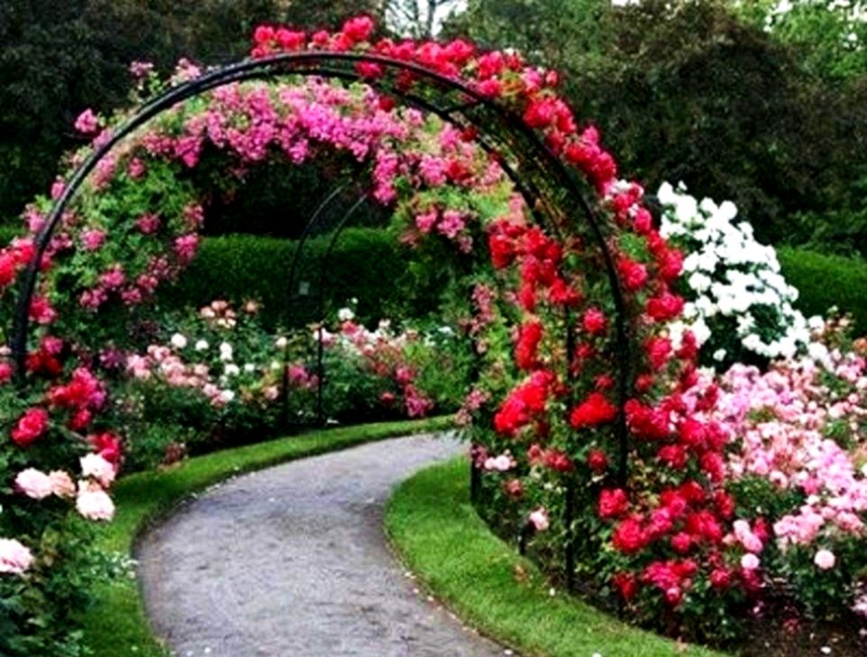 Hd Rose Garden Background - 962x729 Wallpaper - teahub.io