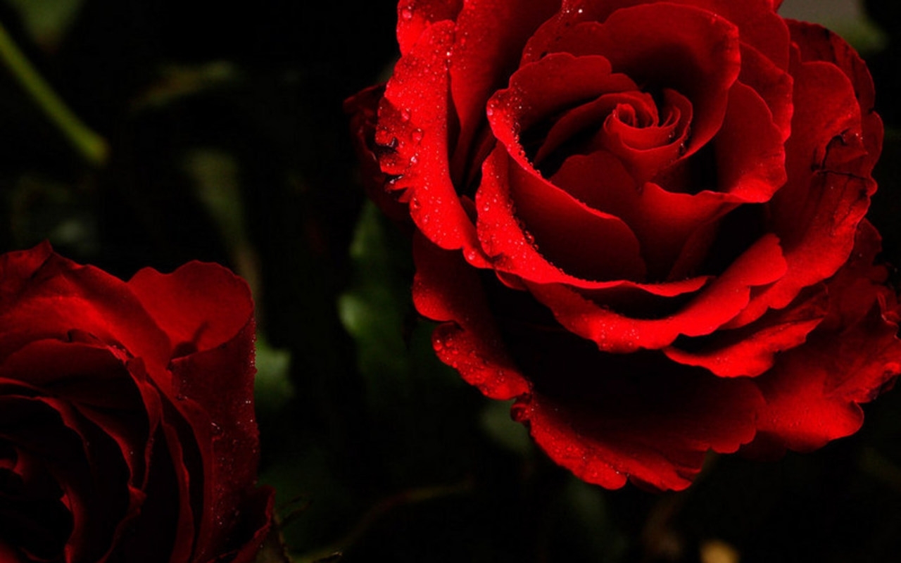 Red, Red Rose - High Resolution Rose Flowers - 1280x800 Wallpaper ...