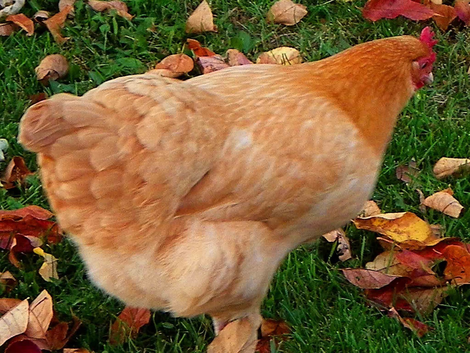 Bird Hen Pics - Hd Hen - 1600x1200 Wallpaper - teahub.io