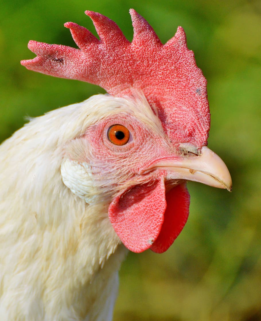 Selective Focus Of White Hen, Chicken, Poultry, Range, - Poultry ...