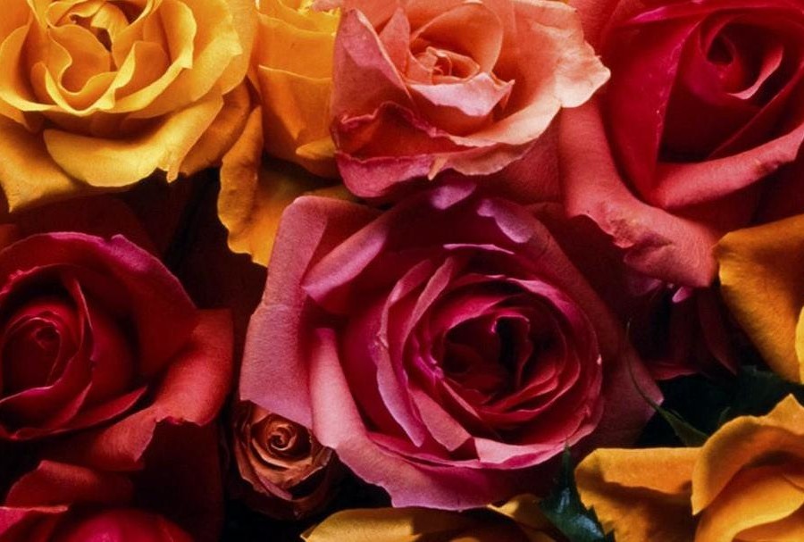 Flower Lock Screen Wallpaper Iphone - 900x607 Wallpaper - teahub.io