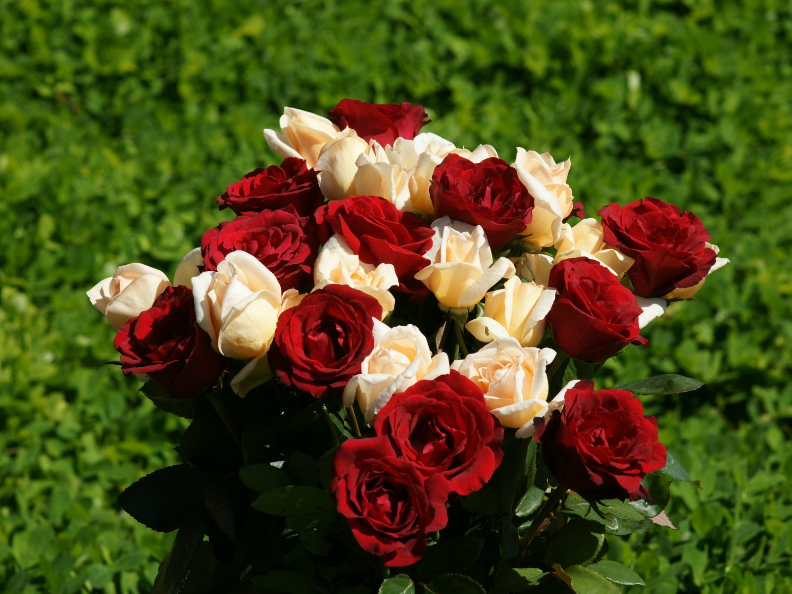 Red Roses - White Rose And Red Rose Combination - 1600x1200 Wallpaper ...