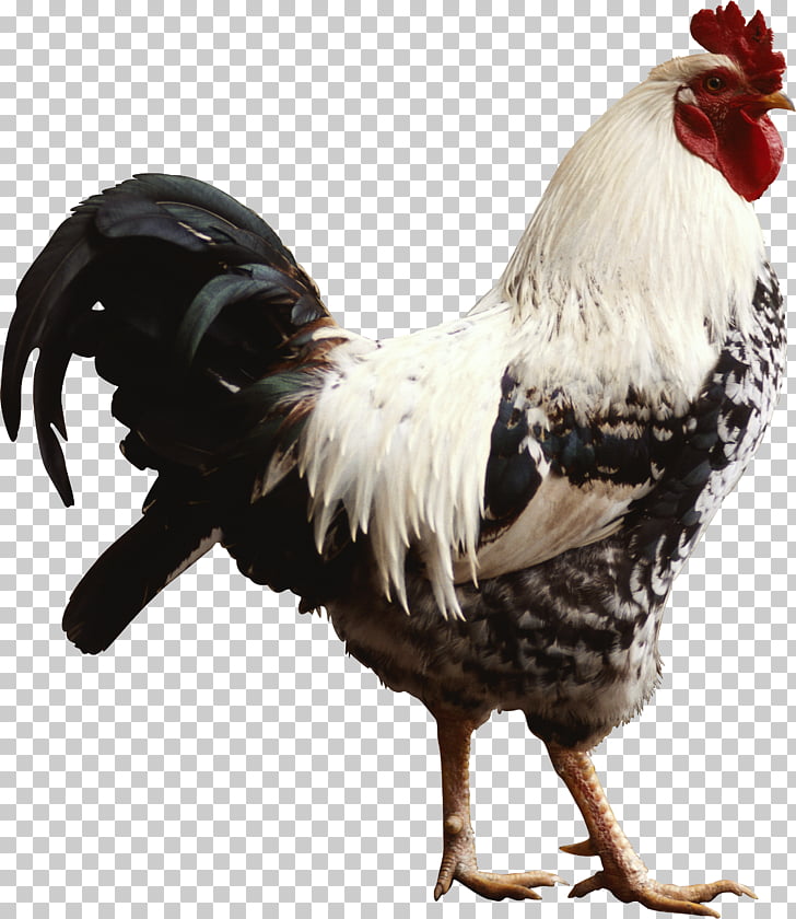 High Resolution Rooster Hd - 728x840 Wallpaper - teahub.io