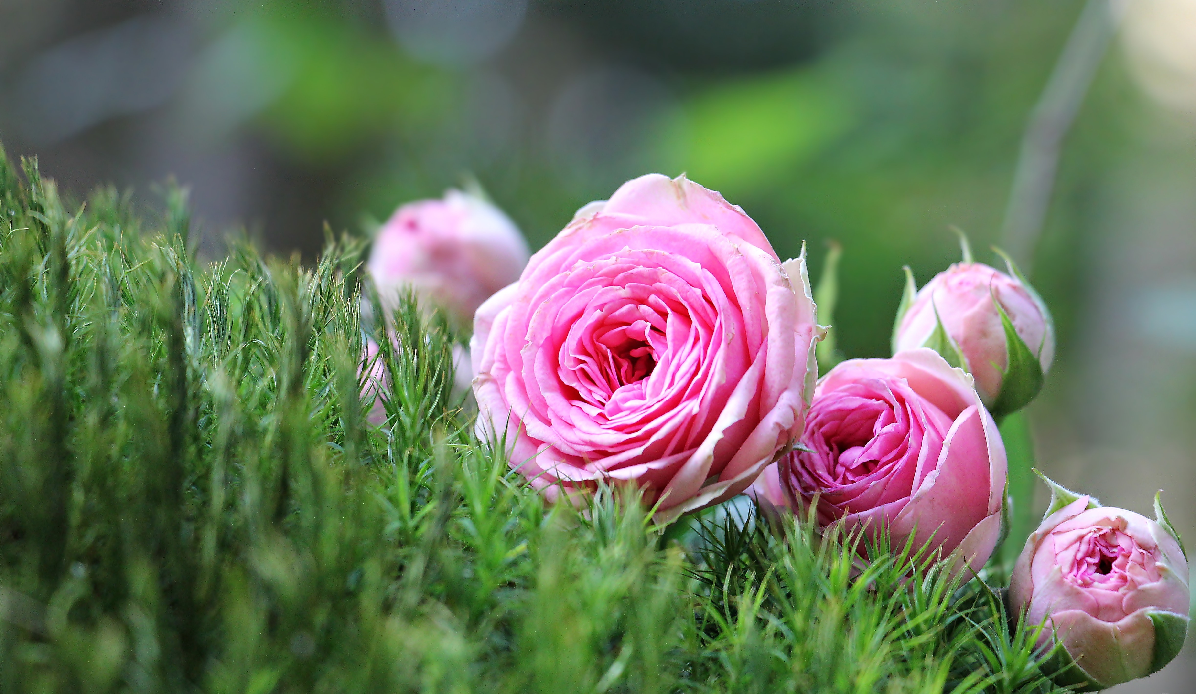 Rose Flower Grass Hd - 4895x2842 Wallpaper - teahub.io