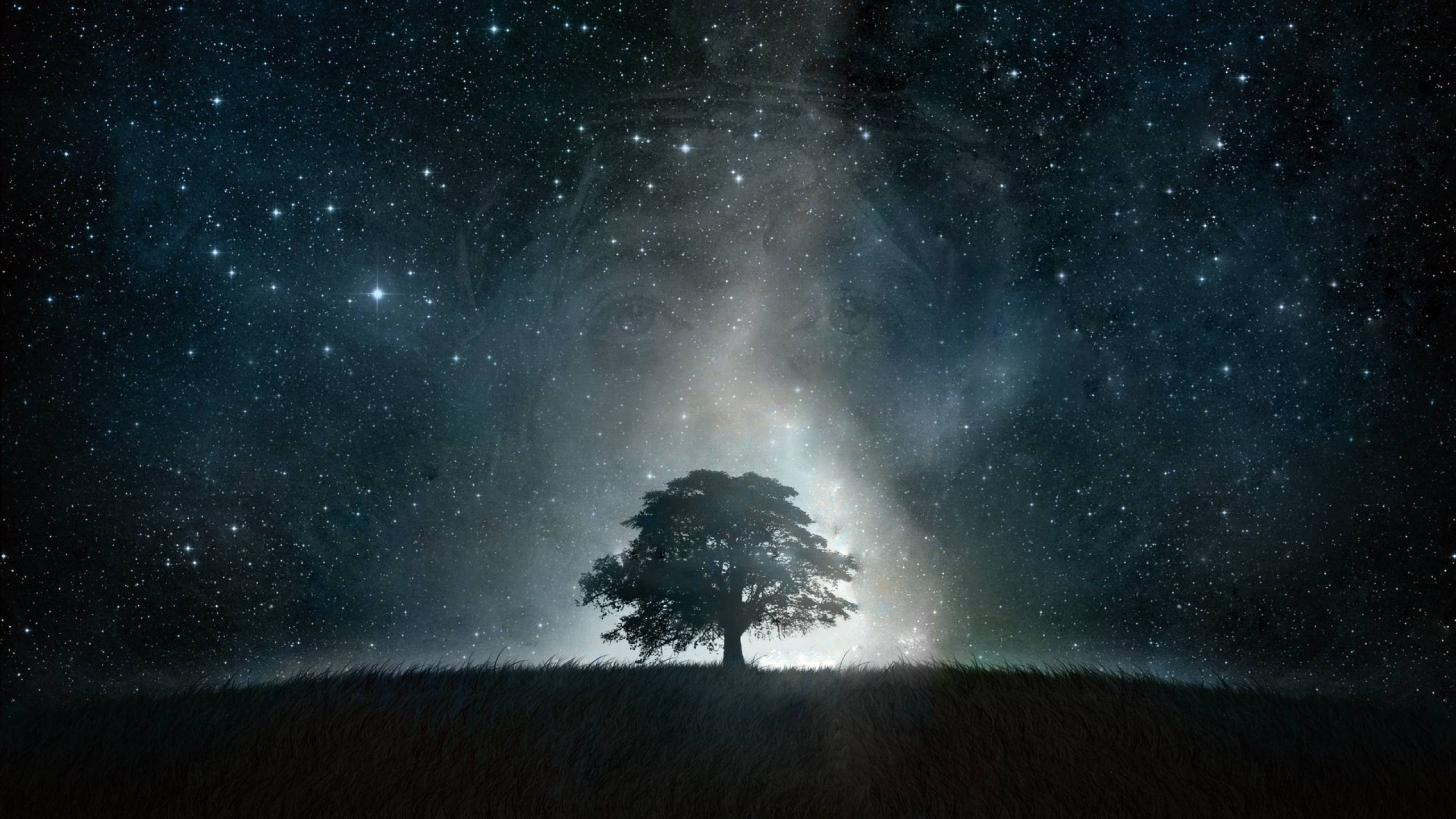 Tree Galaxy - 2560x1440 Wallpaper - teahub.io