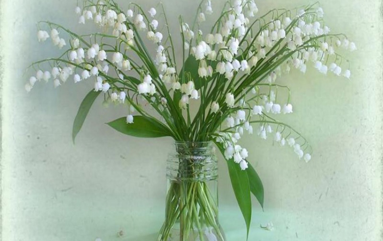 Decent Pose Wallpapers - Decent - 1280x804 Wallpaper - teahub.io