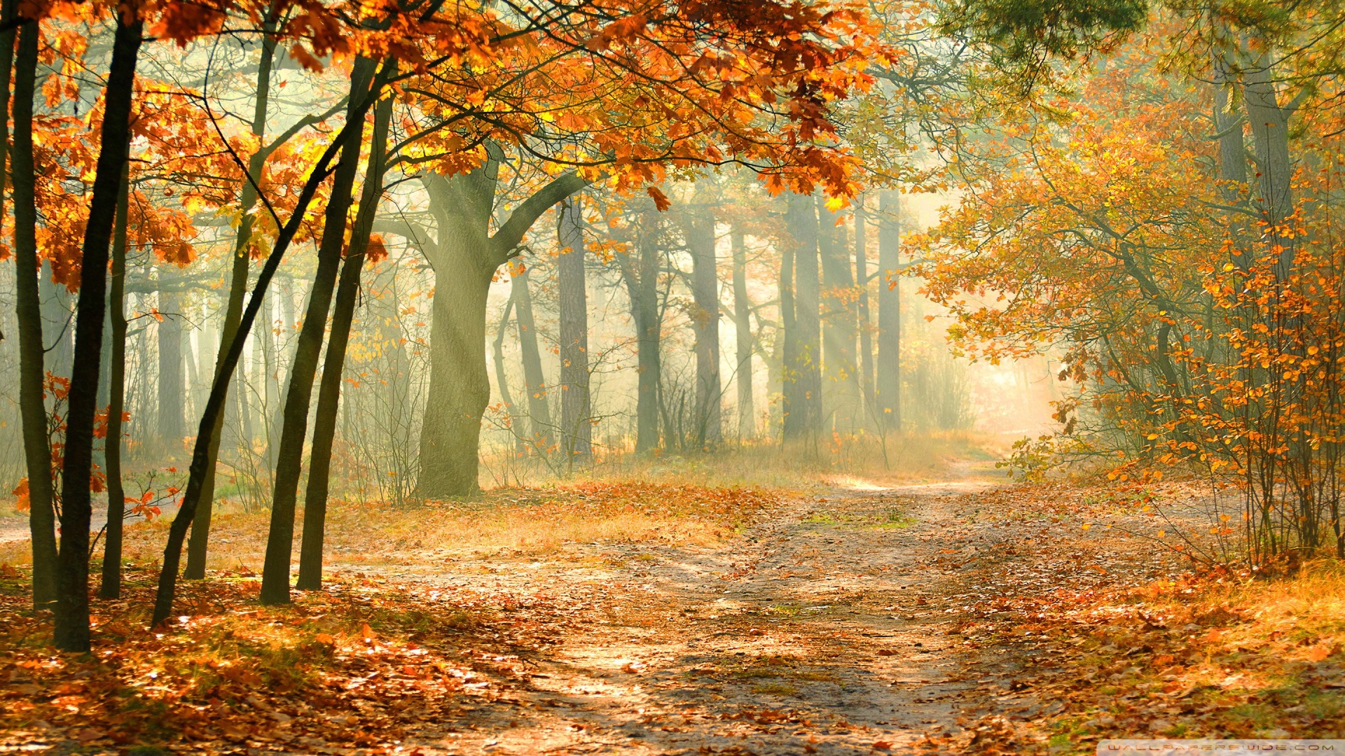 Real Background Images Hd - 1920x1080 Wallpaper - teahub.io