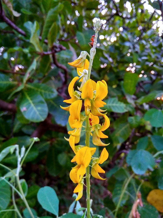 Caesalpinia - 640x853 Wallpaper - teahub.io