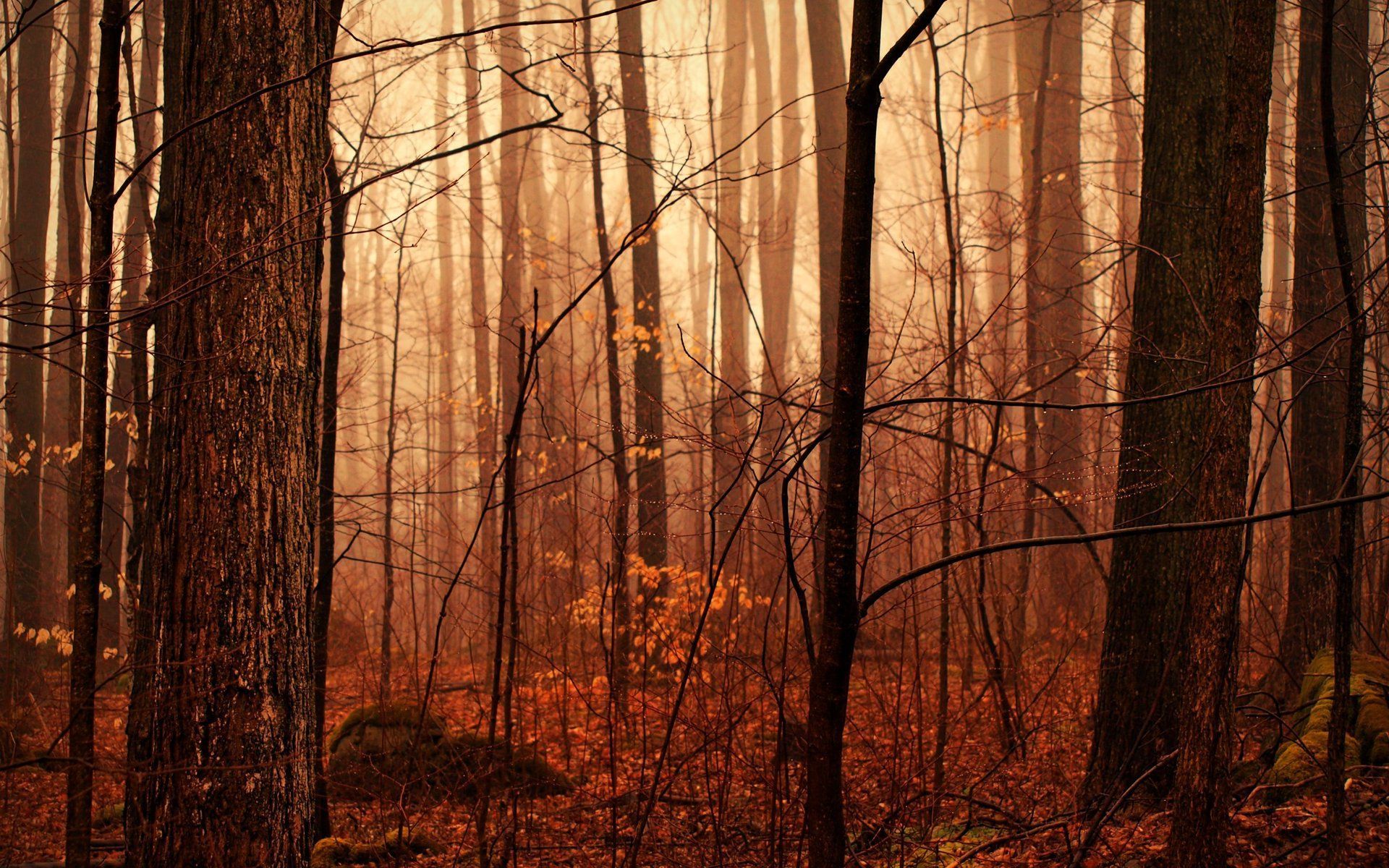 Autumn Forest Rain - 1920x1200 Wallpaper - teahub.io