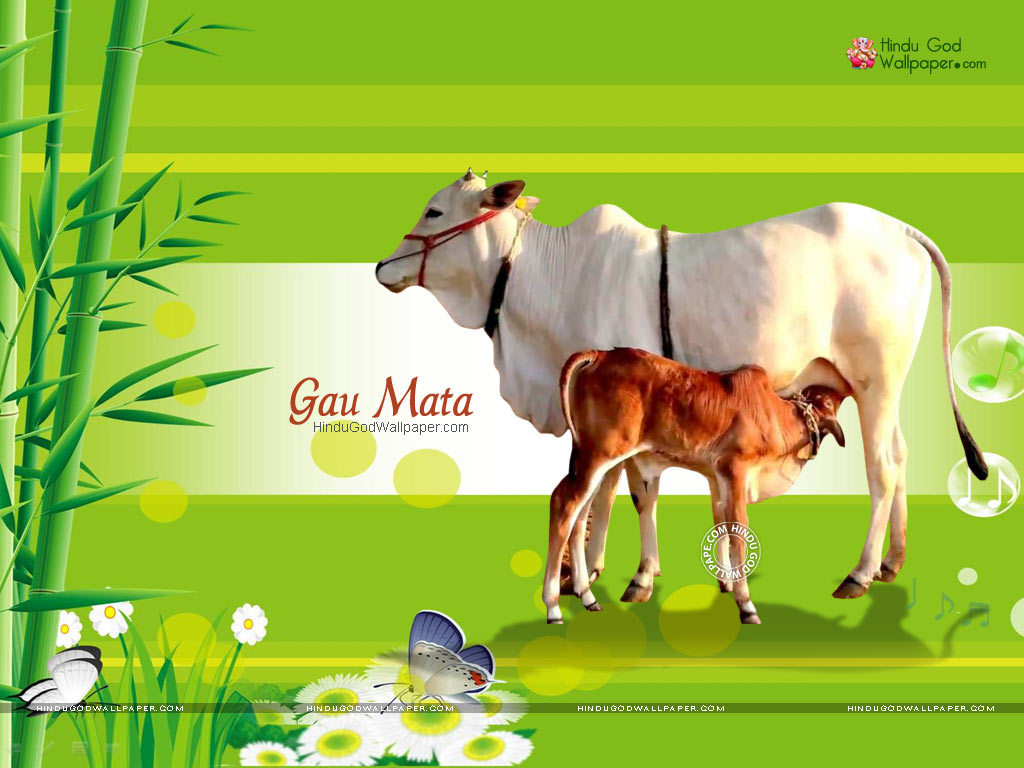 3004 Gau Mata - 1024x768 Wallpaper - teahub.io