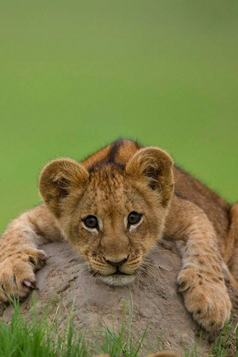 Wallpaper Lion, Cub, Stone, Lying - 800x1200 Wallpaper - teahub.io